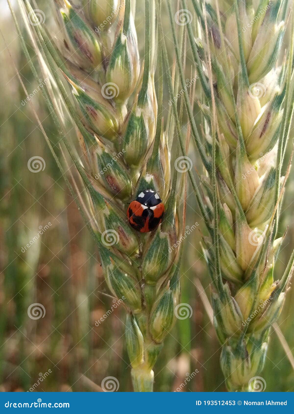 Black and red insect stock image. Image of nature, animal - 193512453