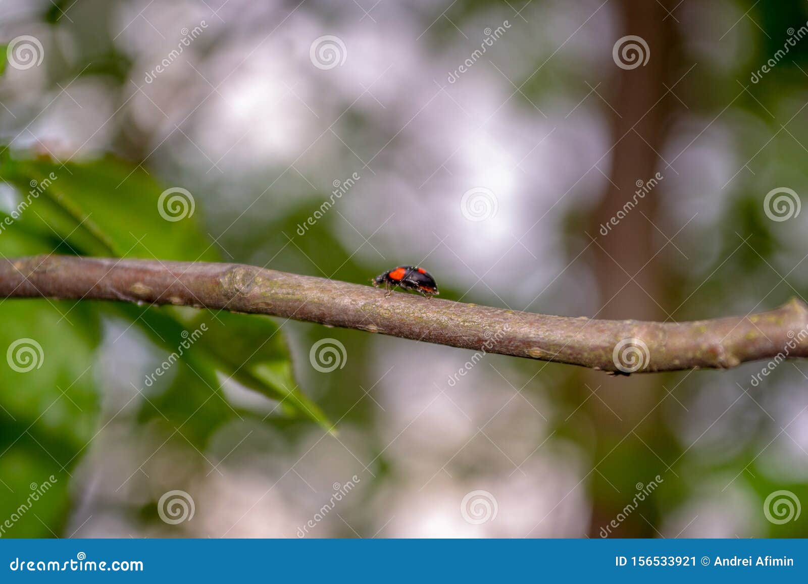 Black and Red Ladybug Crawling on a Tree Branch. Stock Image - Image of ...