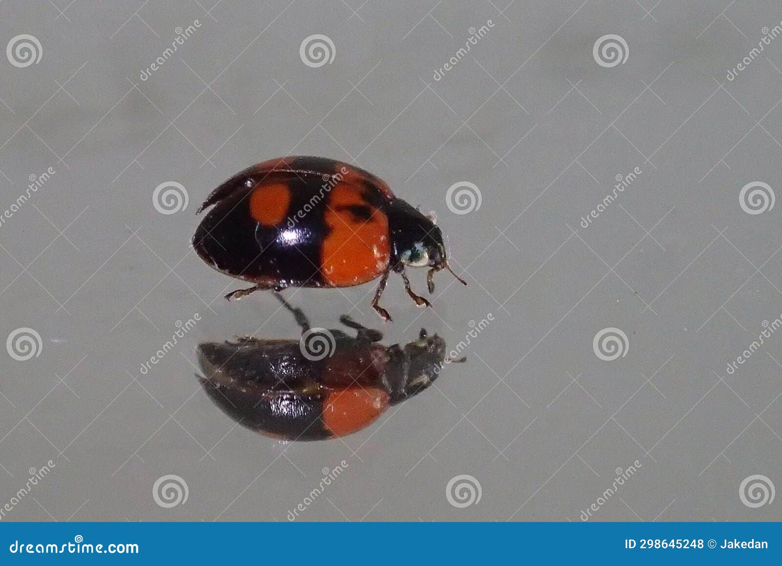 Black and Red Ladybug Moving on a Mirror Stock Photo - Image of ladybug ...