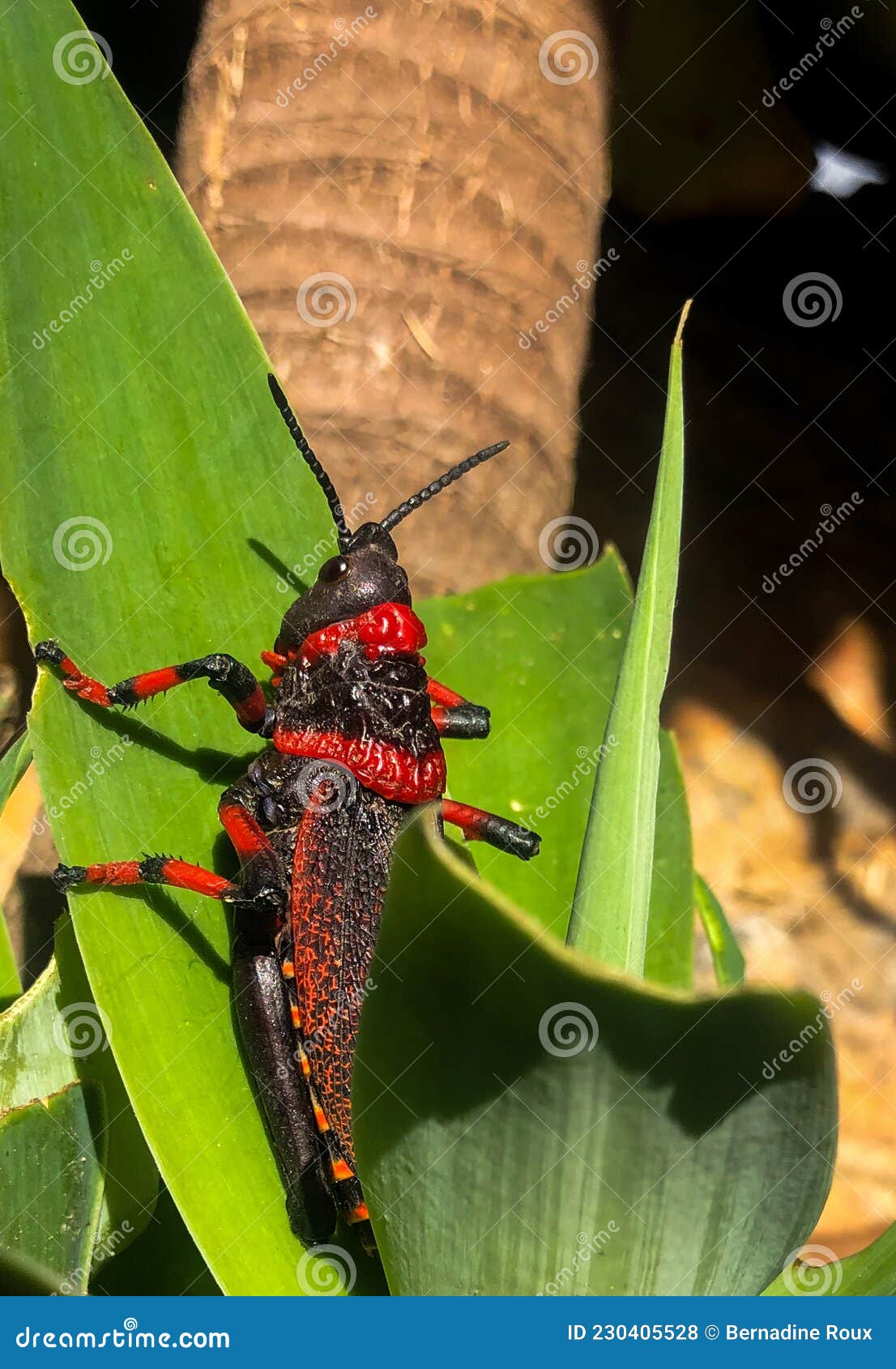 Scary Locust stock photo. Image of green, locust, scary - 230405528