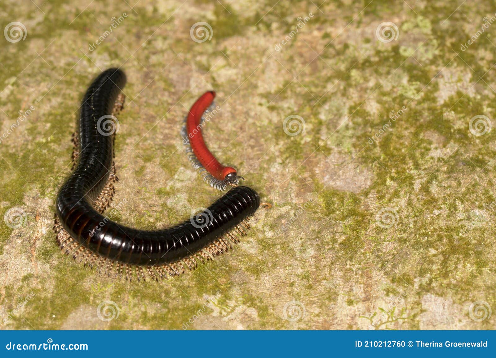 Black and Red Millipede Meeting Stock Photo - Image of texture ...