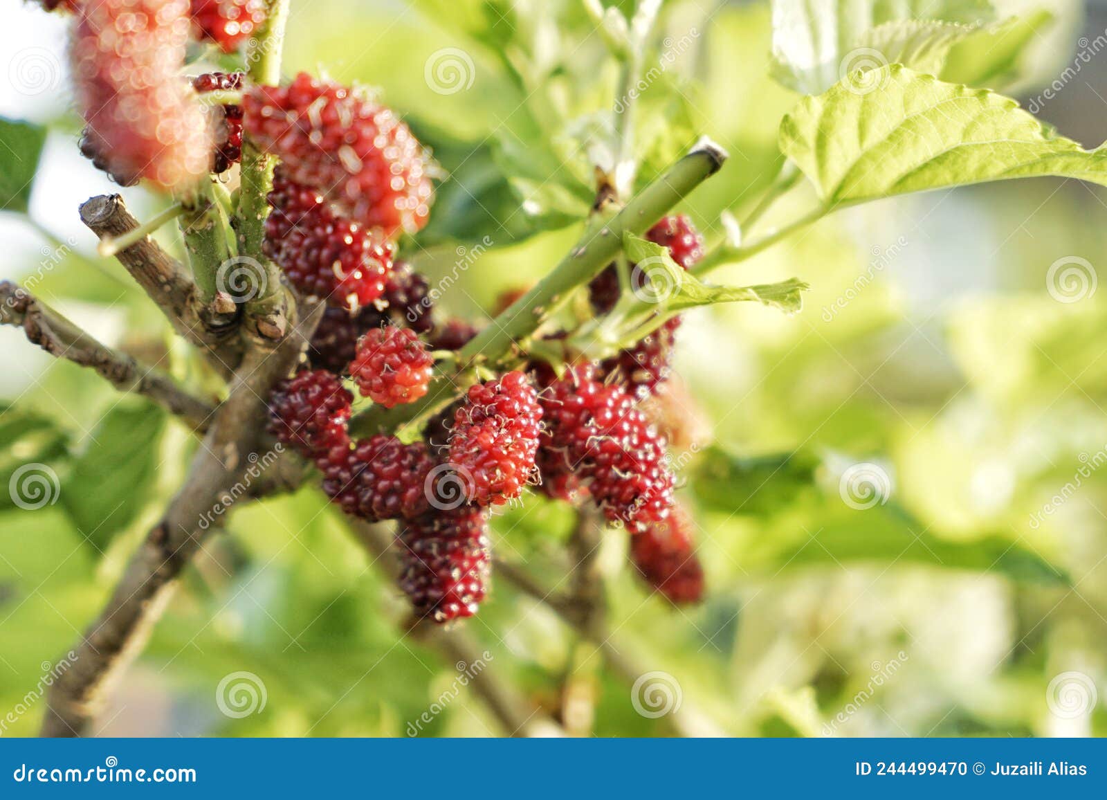 Black and Red Mulberries on the Branch of Tree. Fresh Mulberry Stock ...