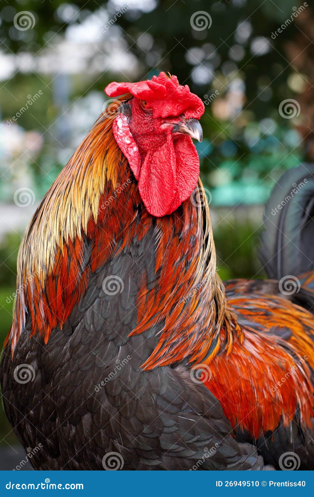 Black-red rooster stock photo. Image of profile, gamecock - 26949510