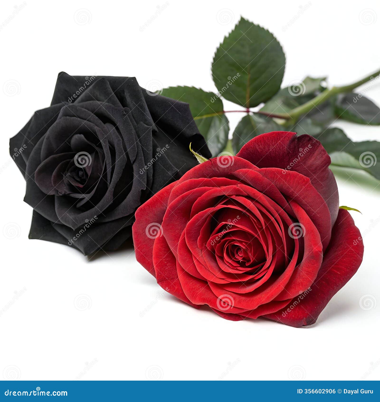 Black and Red Rose Painting Stock Illustration - Illustration of ...