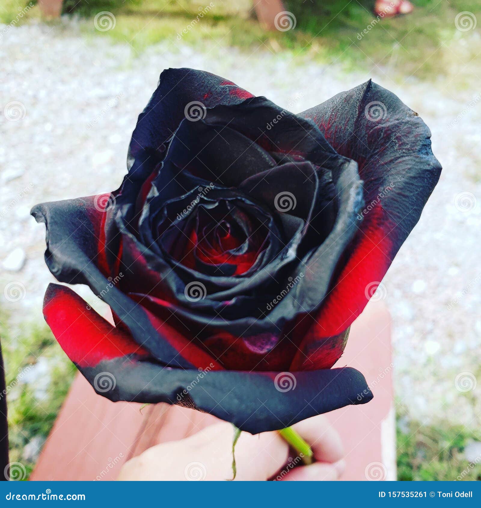 Black red rose pretty goth stock image. Image of black - 157535261