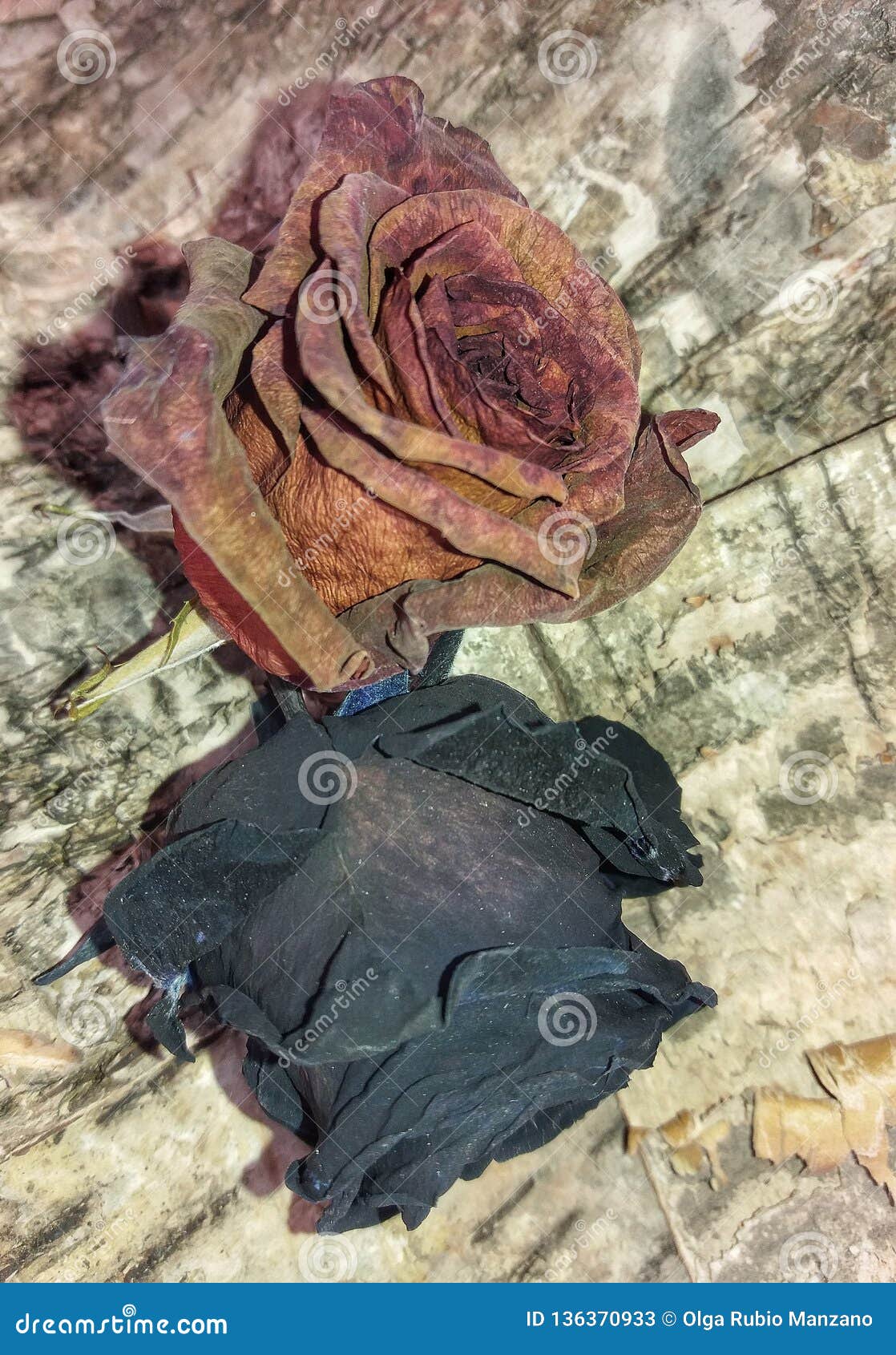 BlAck and red roses stock image. Image of texture, roses - 136370933