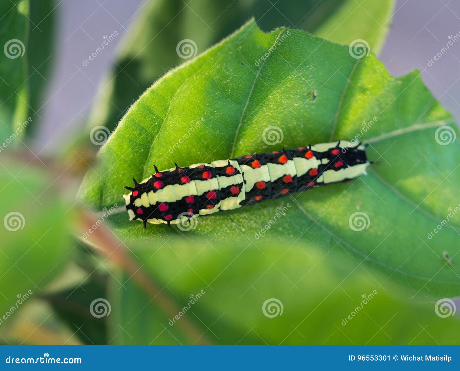 Black and Red Spots Caterpillar Walking Stock Image - Image of papilio ...