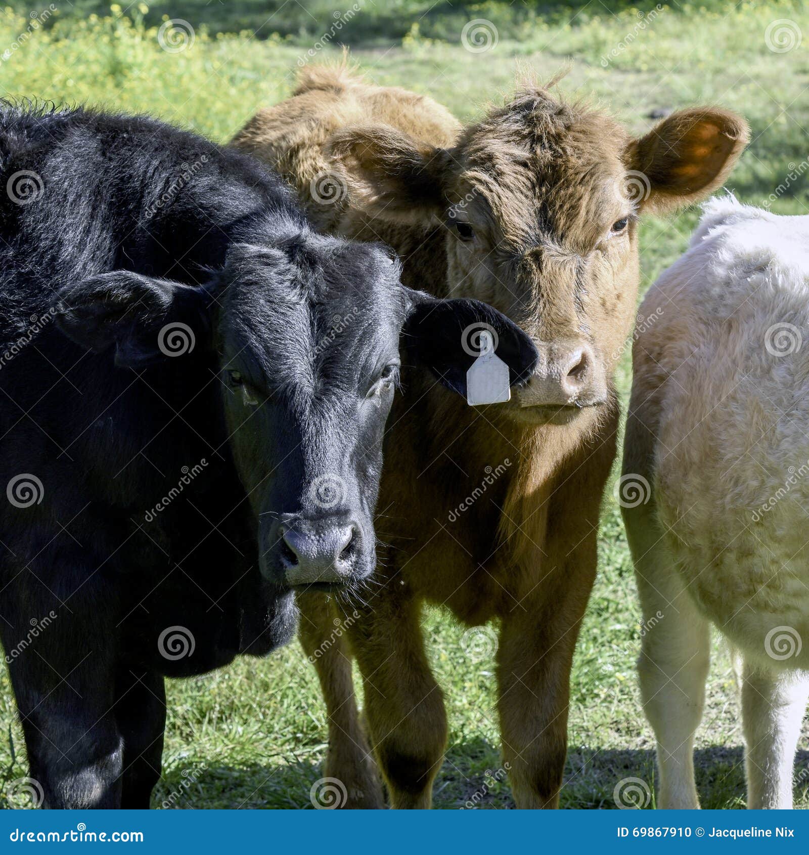 Black Red Stocker Calves Stock Photos - Free & Royalty-Free Stock ...