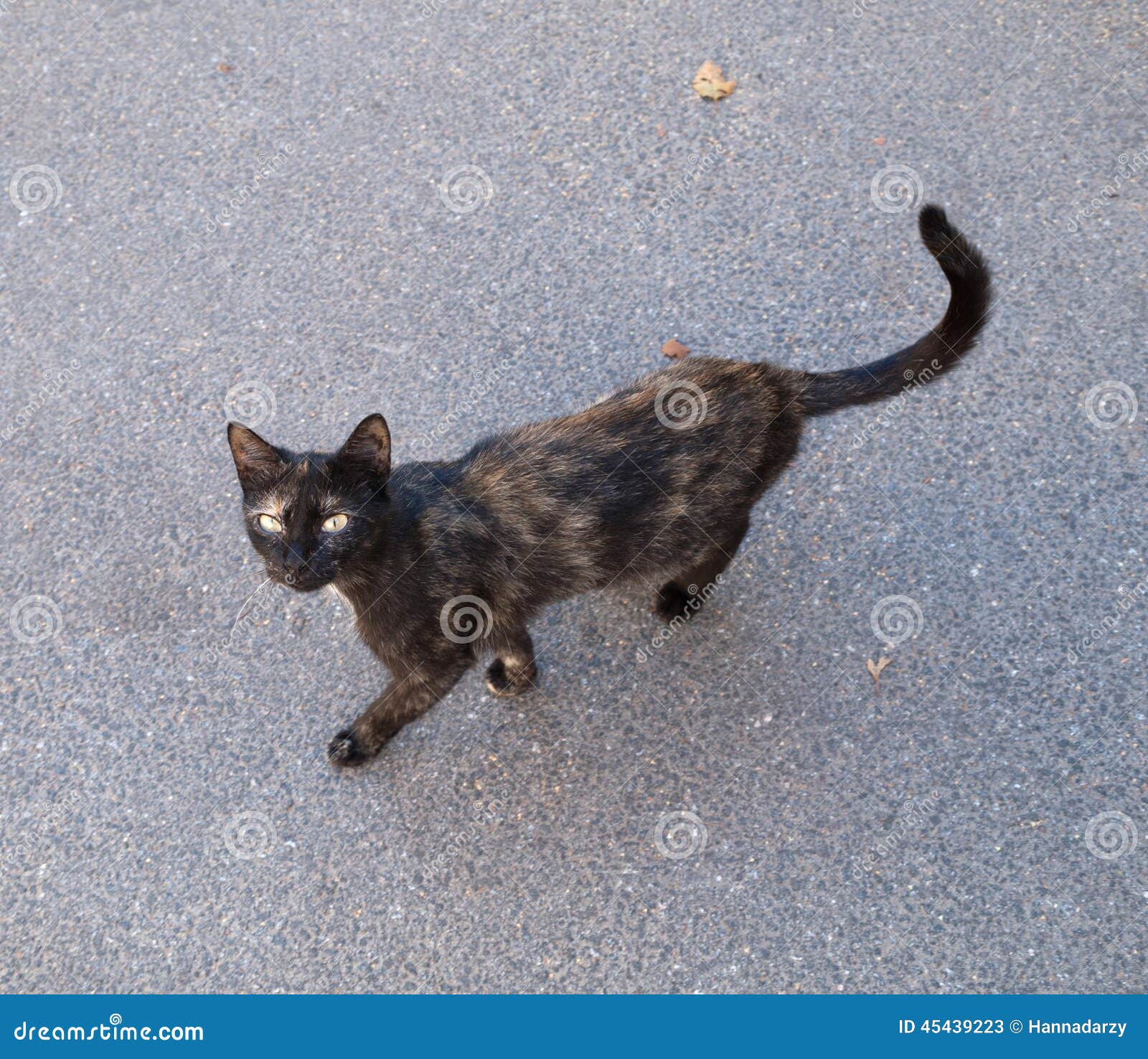 Stray Cats Tortoise Shell