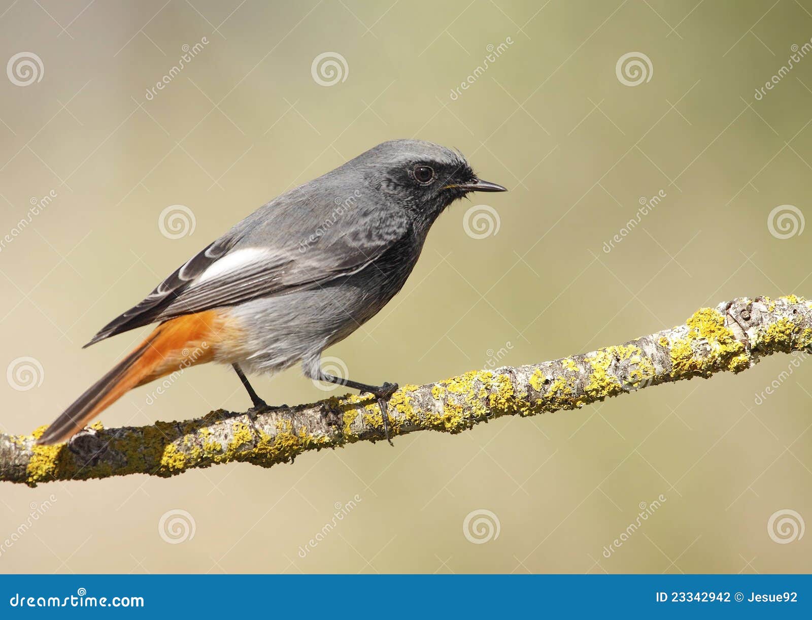 Black redstart stock photo. Image of summer, wildlife - 23342942