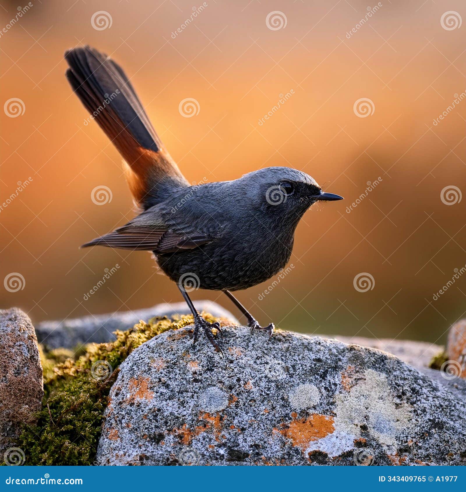 Redstart Bird Sits On A Nest With Eggs. Hand Drawn Watercolor ...