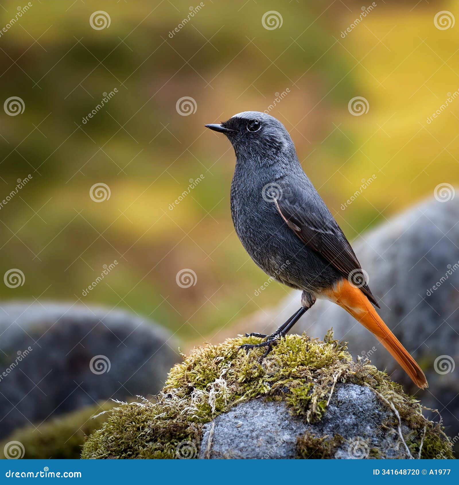 Redstart Bird Sits On A Nest With Eggs. Hand Drawn Watercolor ...