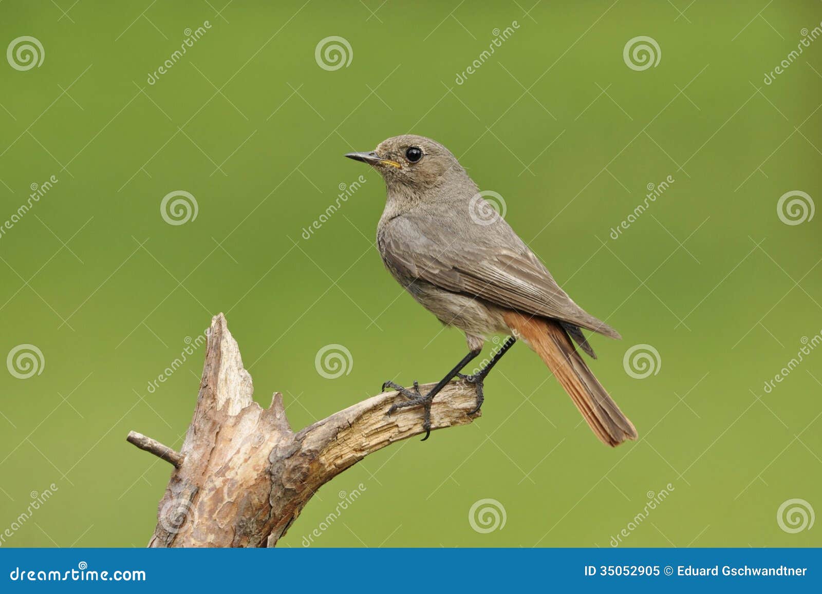Black redstart stock image. Image of ochruros, redstart - 35052905