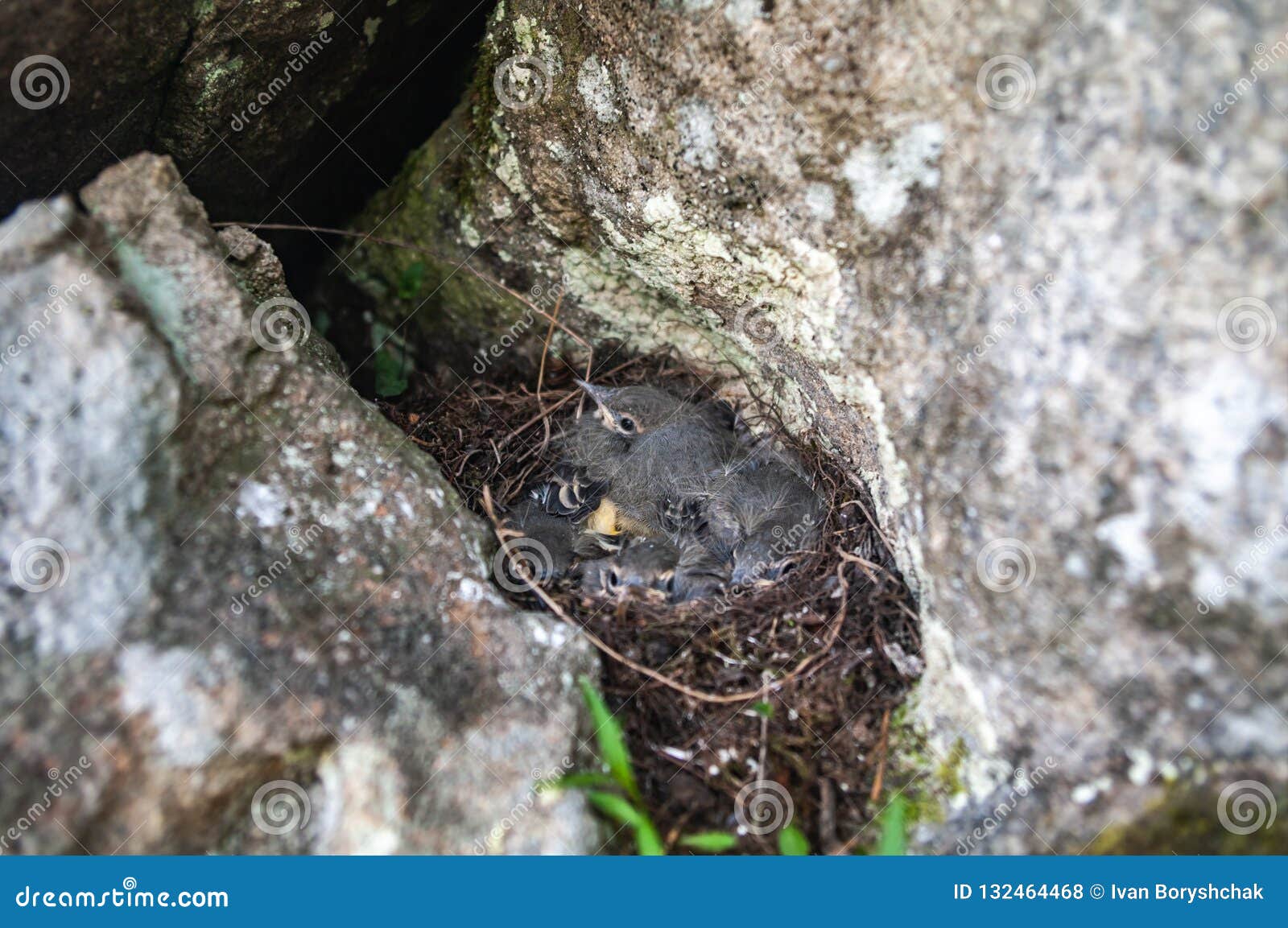 Black Redstart in the nest stock photo. Image of brood - 132464468
