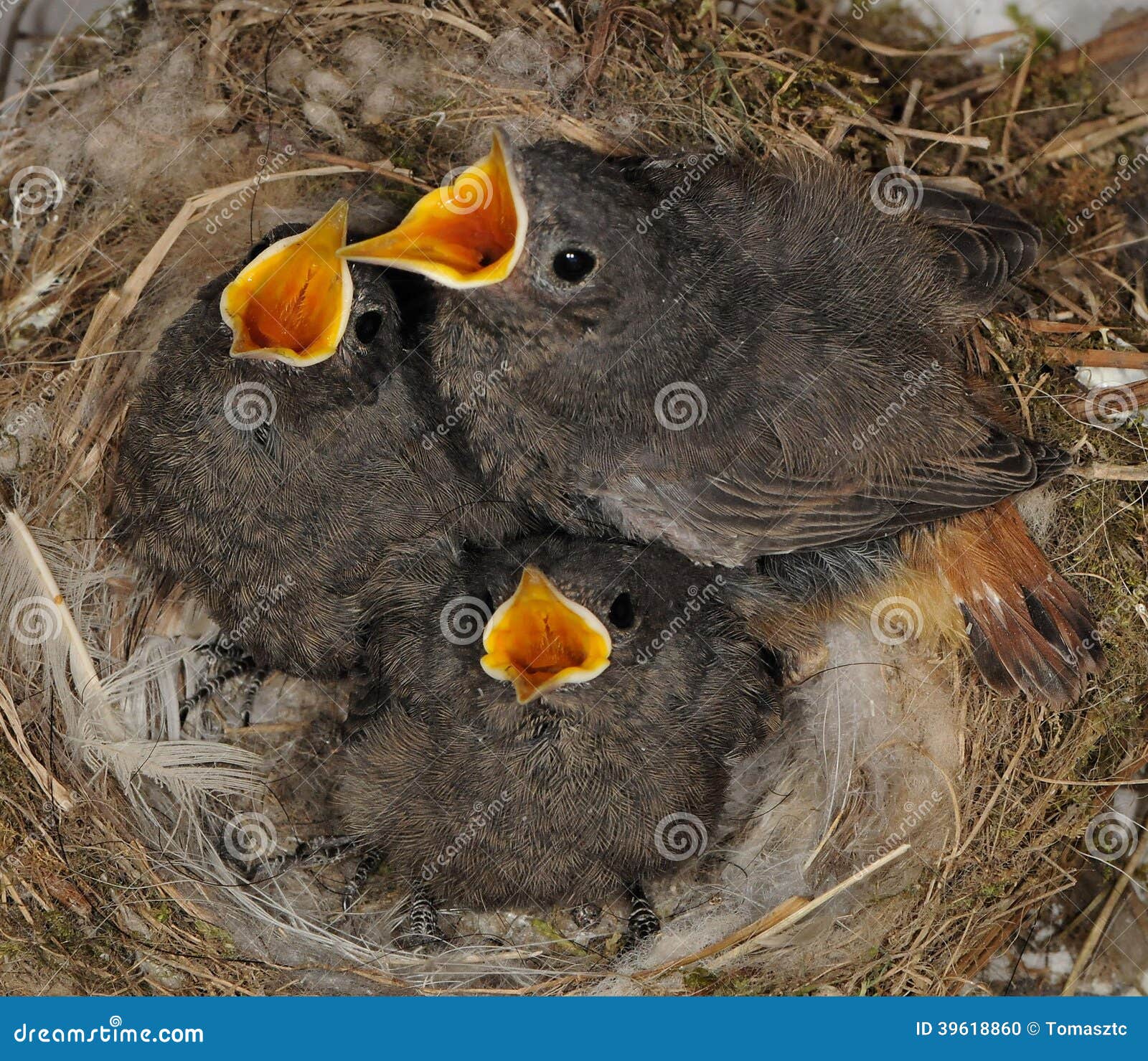 Black Redstart stock photo. Image of redstart, bird, nestling - 39618860