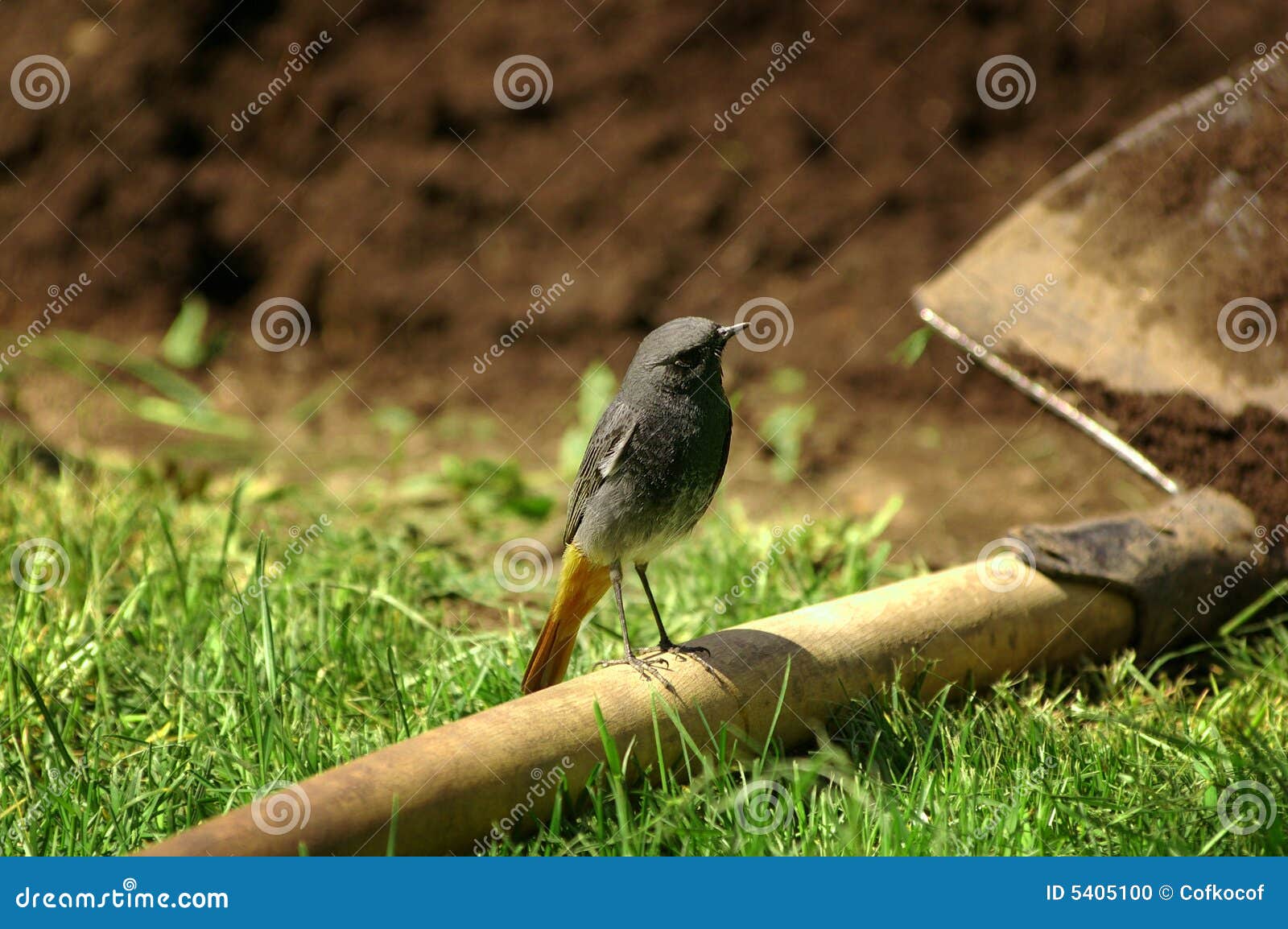 Black Redstart (Phoenicurus Ochruros) Stock Photo - Image of ochruros ...