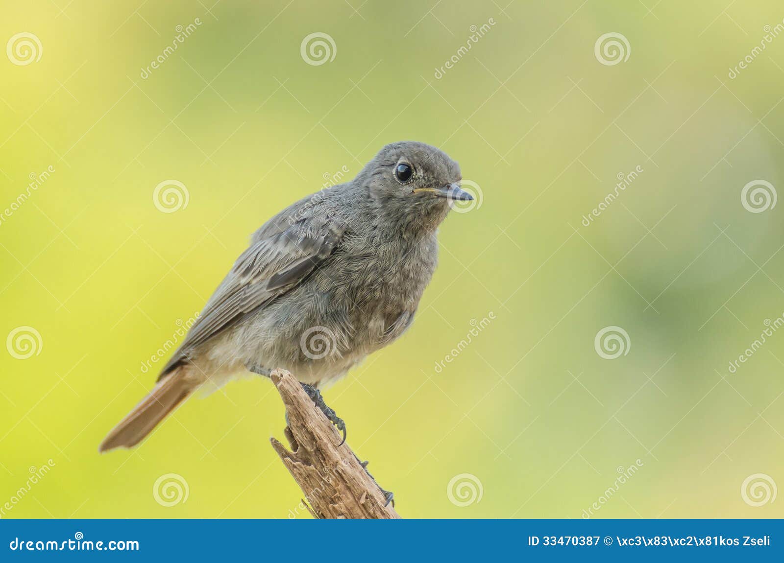 Black Redstart - Phoenicurus Ochruros Stock Image - Image of sitting ...