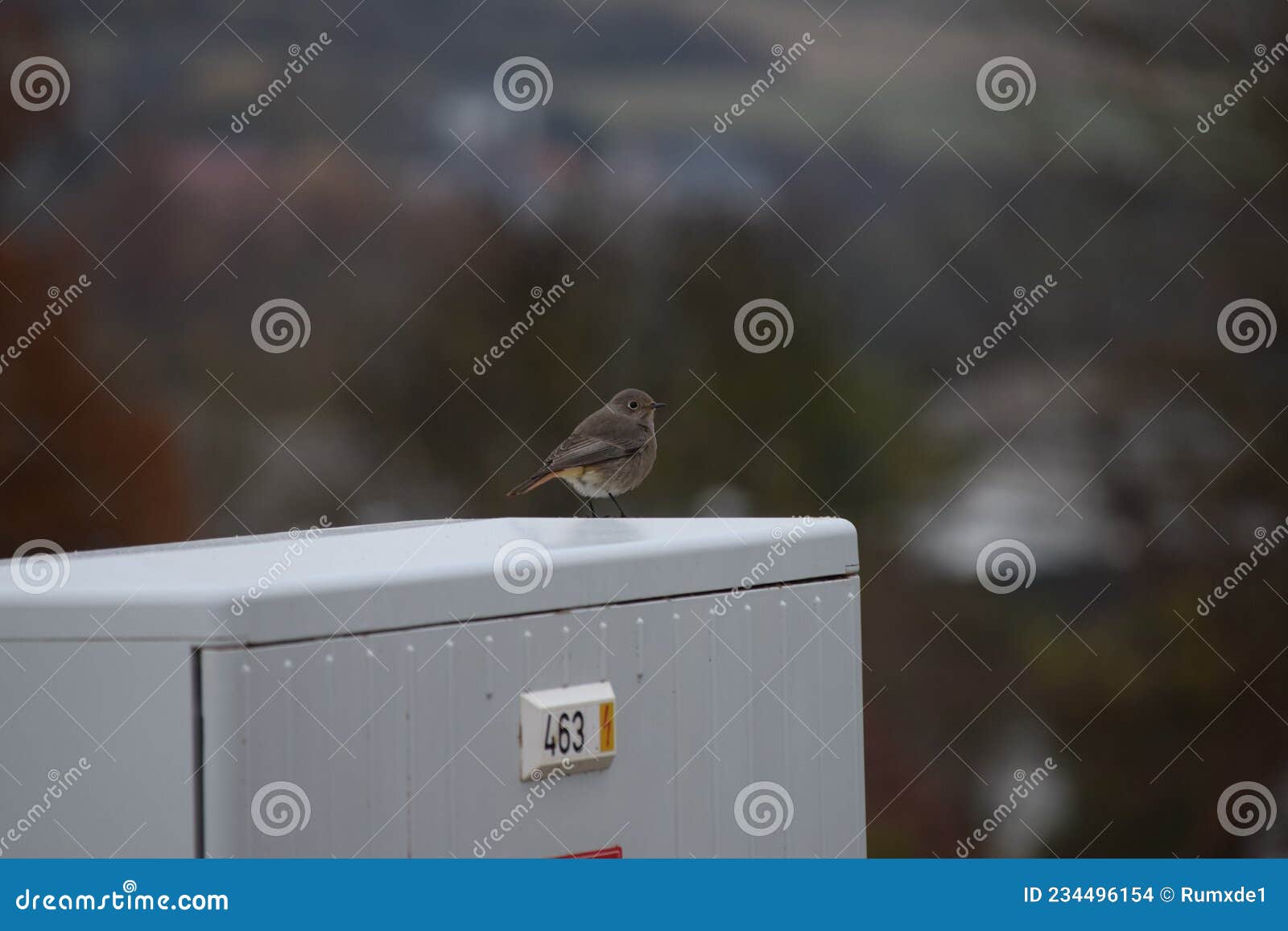 A Black Redstart on a Power Distribution Box Stock Photo - Image of ...