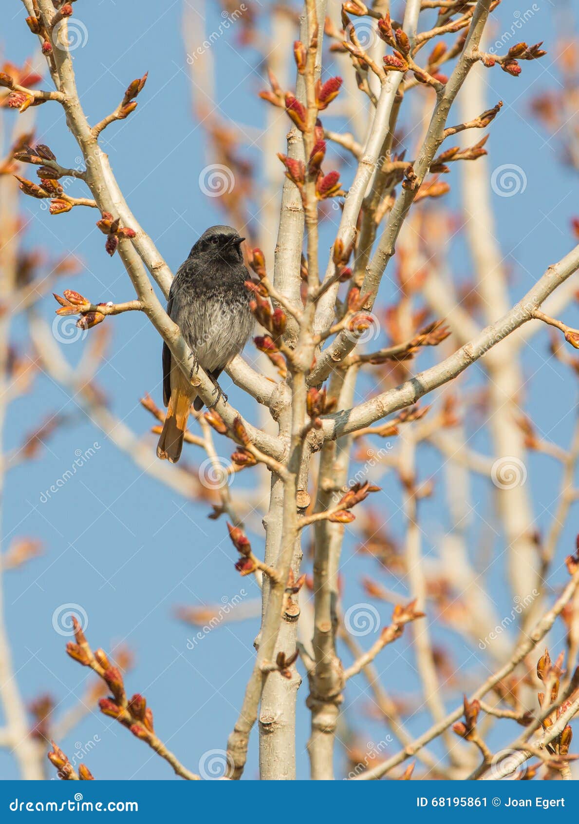 623 European Black Redstart Stock Photos - Free & Royalty-Free Stock ...