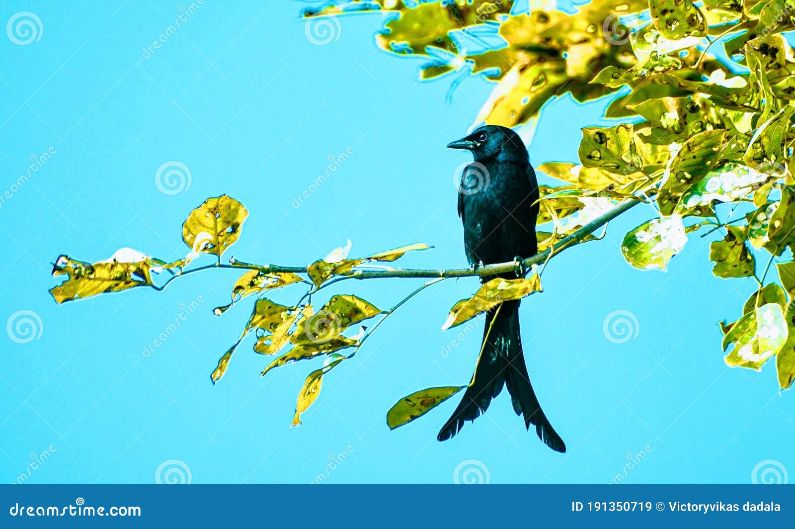 A Bird Taking Rest on the Tree Stock Image - Image of black, taking ...