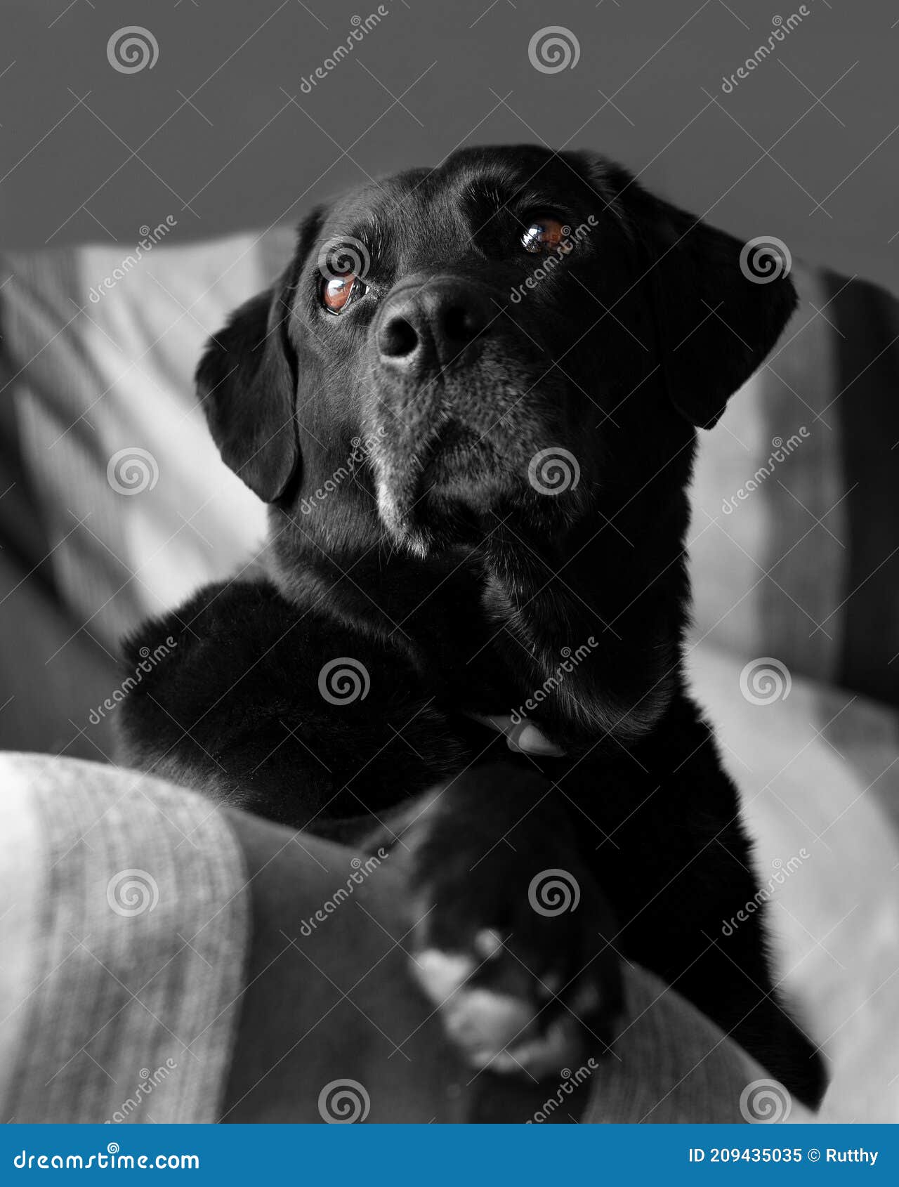 Black Retriever Labrador Dog Looking Out the Window Stock Image - Image ...