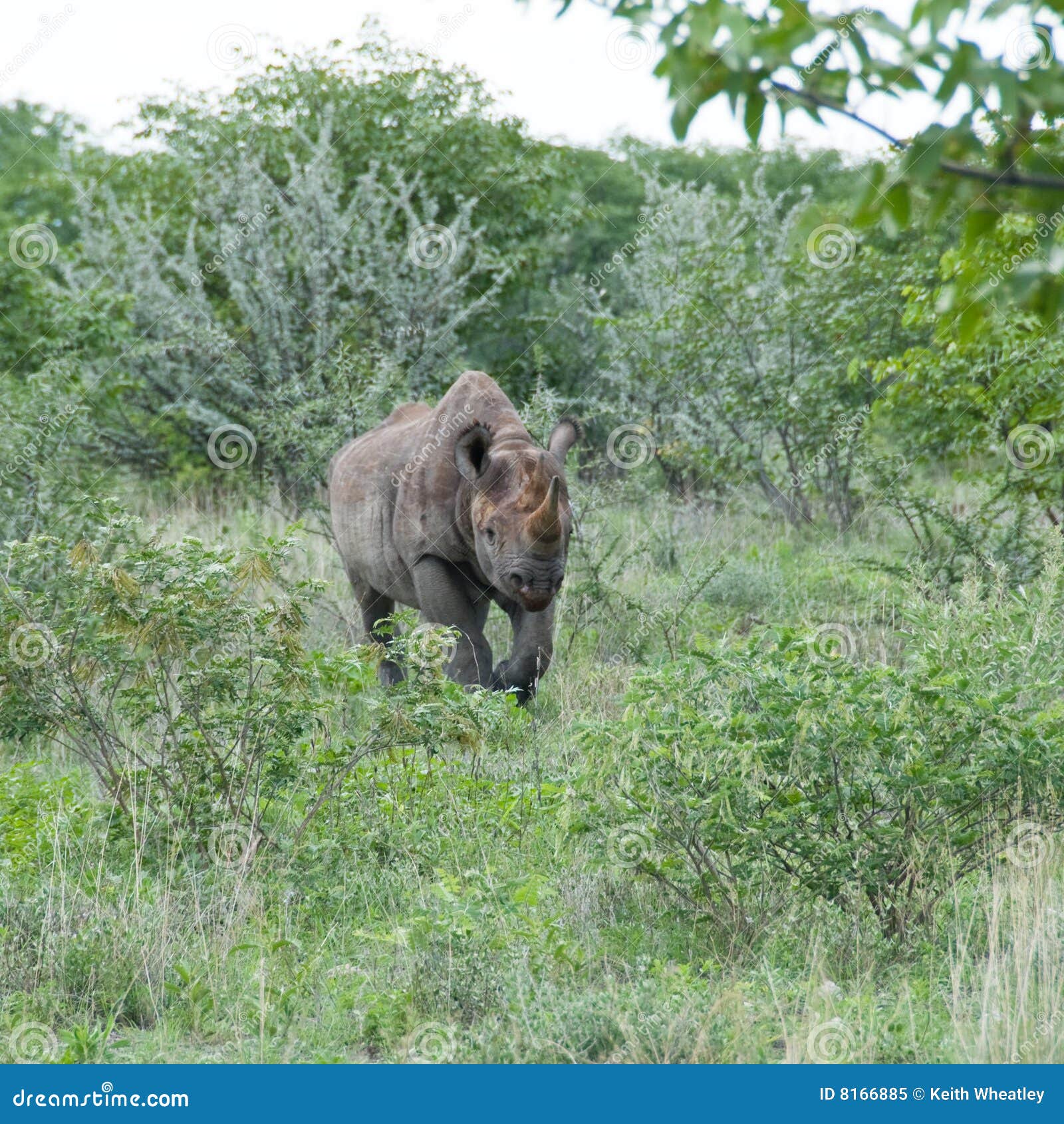 Black Rhino Charging, Namibia Stock Image - Image of rhino, nature: 8166885