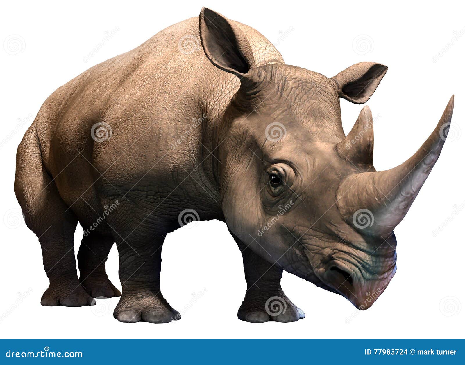 Black Rhino Isolated On White, Critically Endangered Species Stock ...