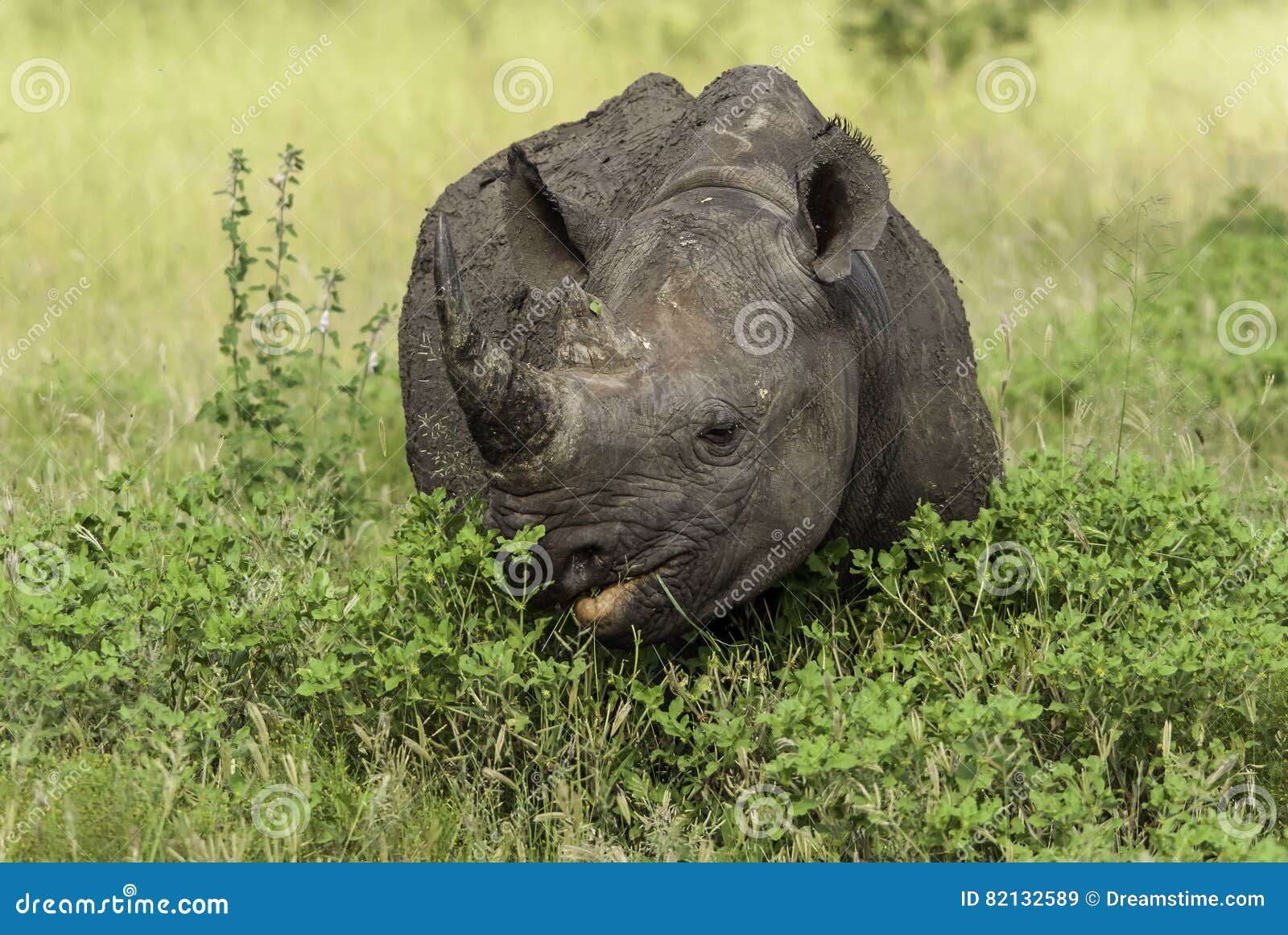 Black rhino stock image. Image of rhinoceros, blackrhino - 82132589