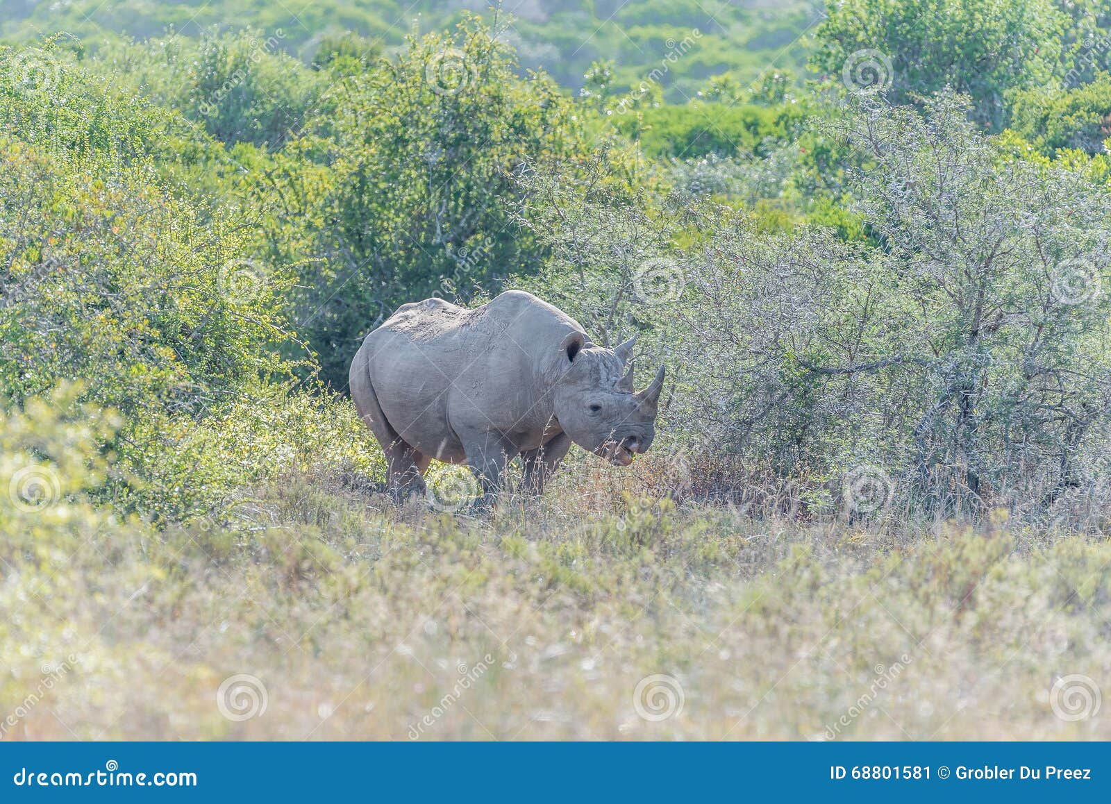 Black Rhino Hiding in Shade Stock Image - Image of mammal, south: 68801581