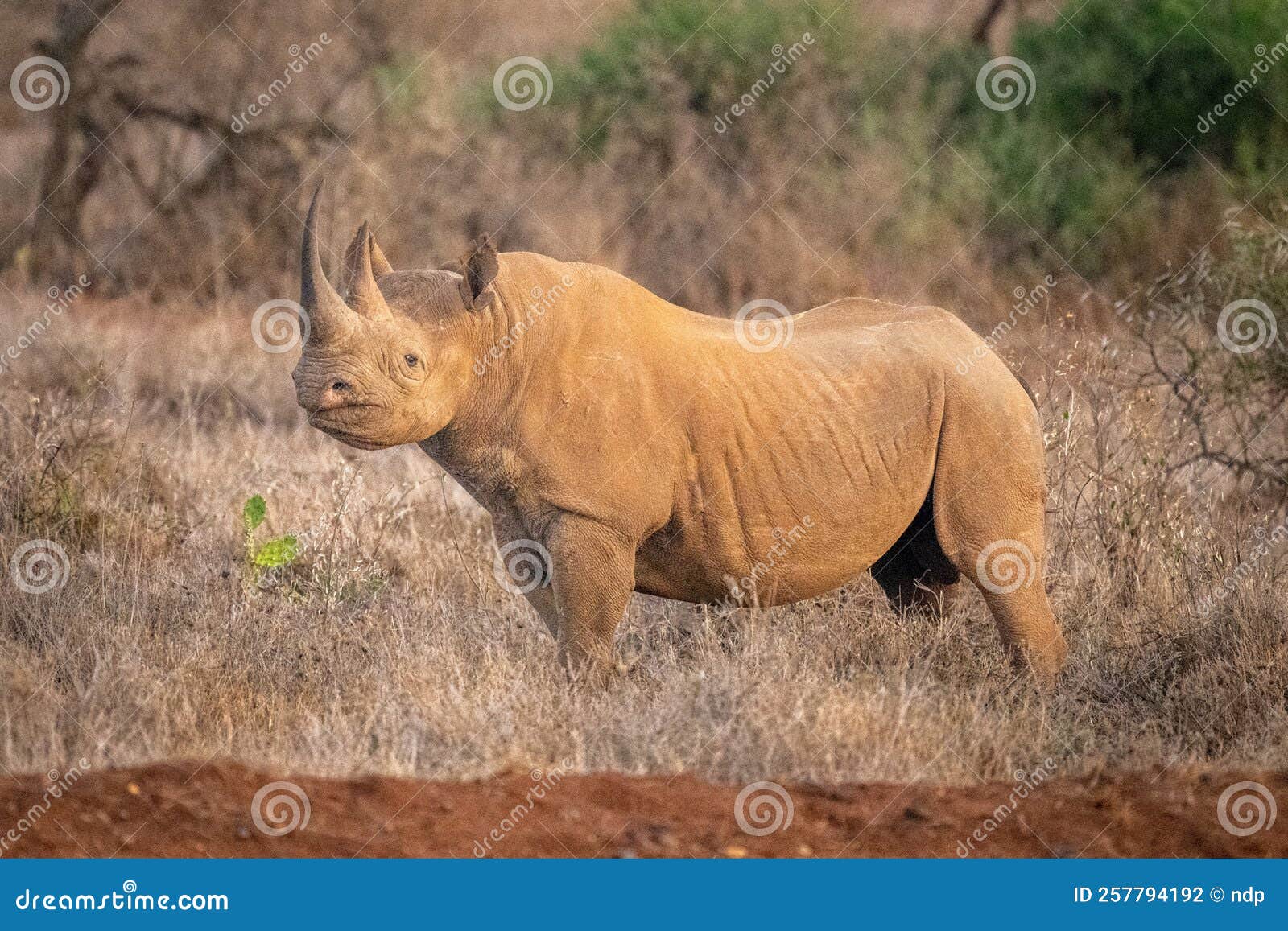 Black Rhino Standing in Grass Watching Camera Stock Photo - Image of ...