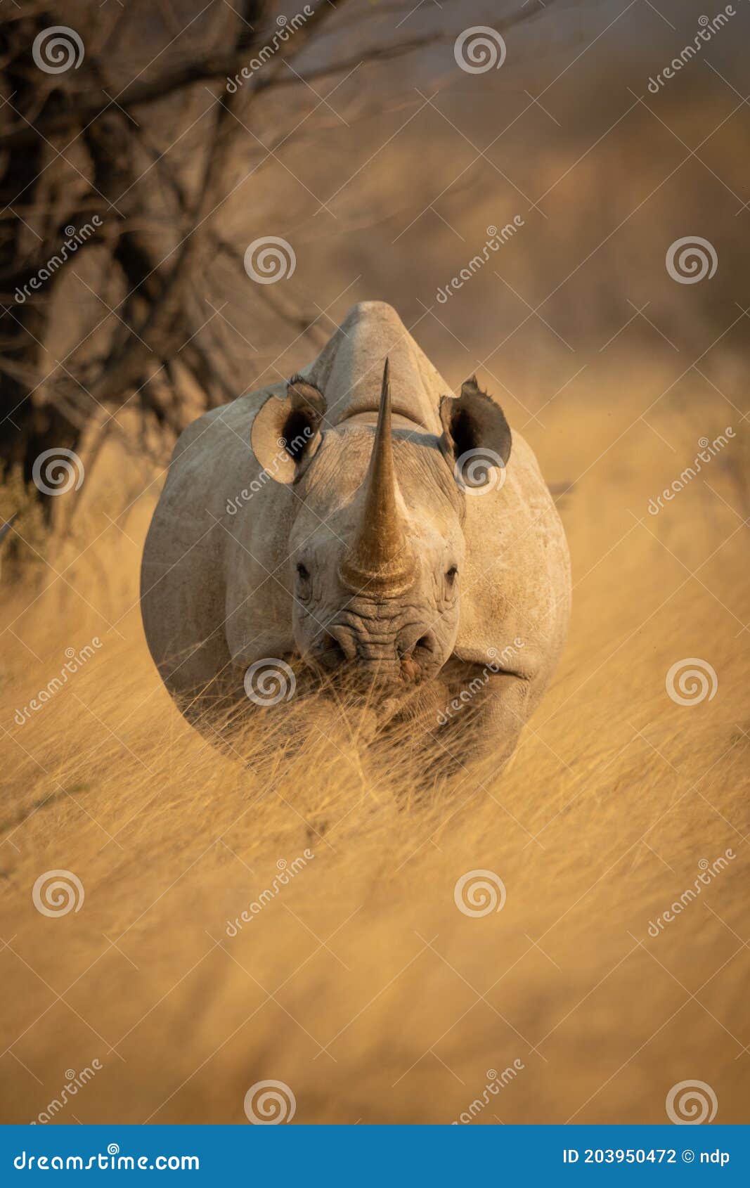 Black Rhino Stands Facing Camera in Grass Stock Photo - Image of rhino ...