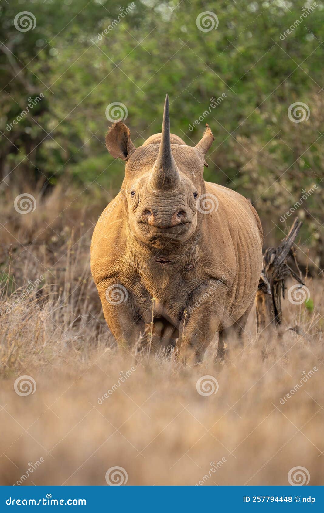Black Rhino Stands Looking Straight Towards Camera Stock Photo - Image ...