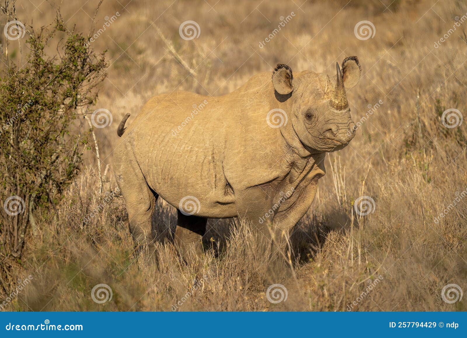 Black Rhino Stands in Sunshine by Bush Stock Image - Image of stand ...