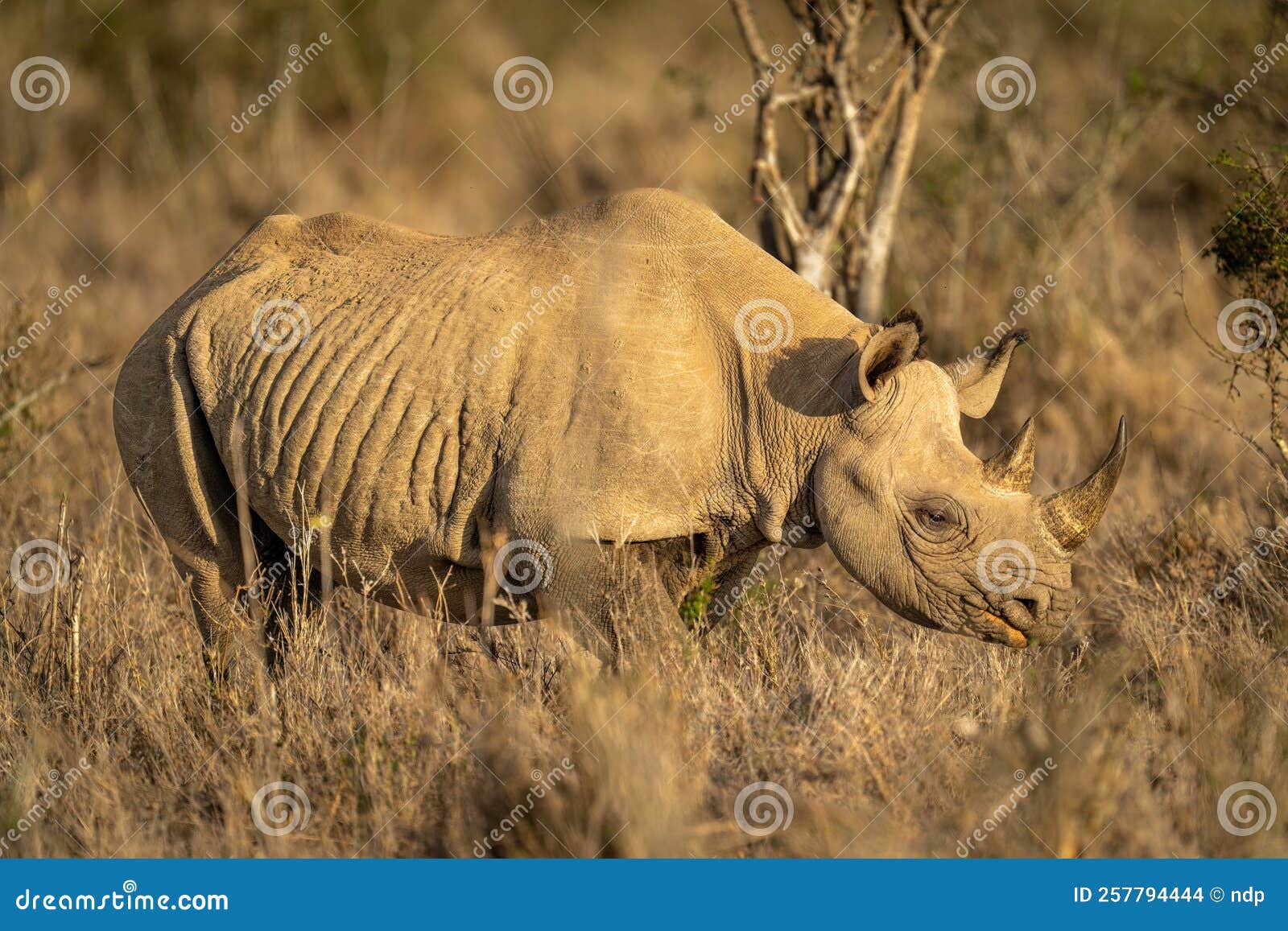 Black Rhino Stands in Sunshine with Catchlight Stock Photo - Image of ...