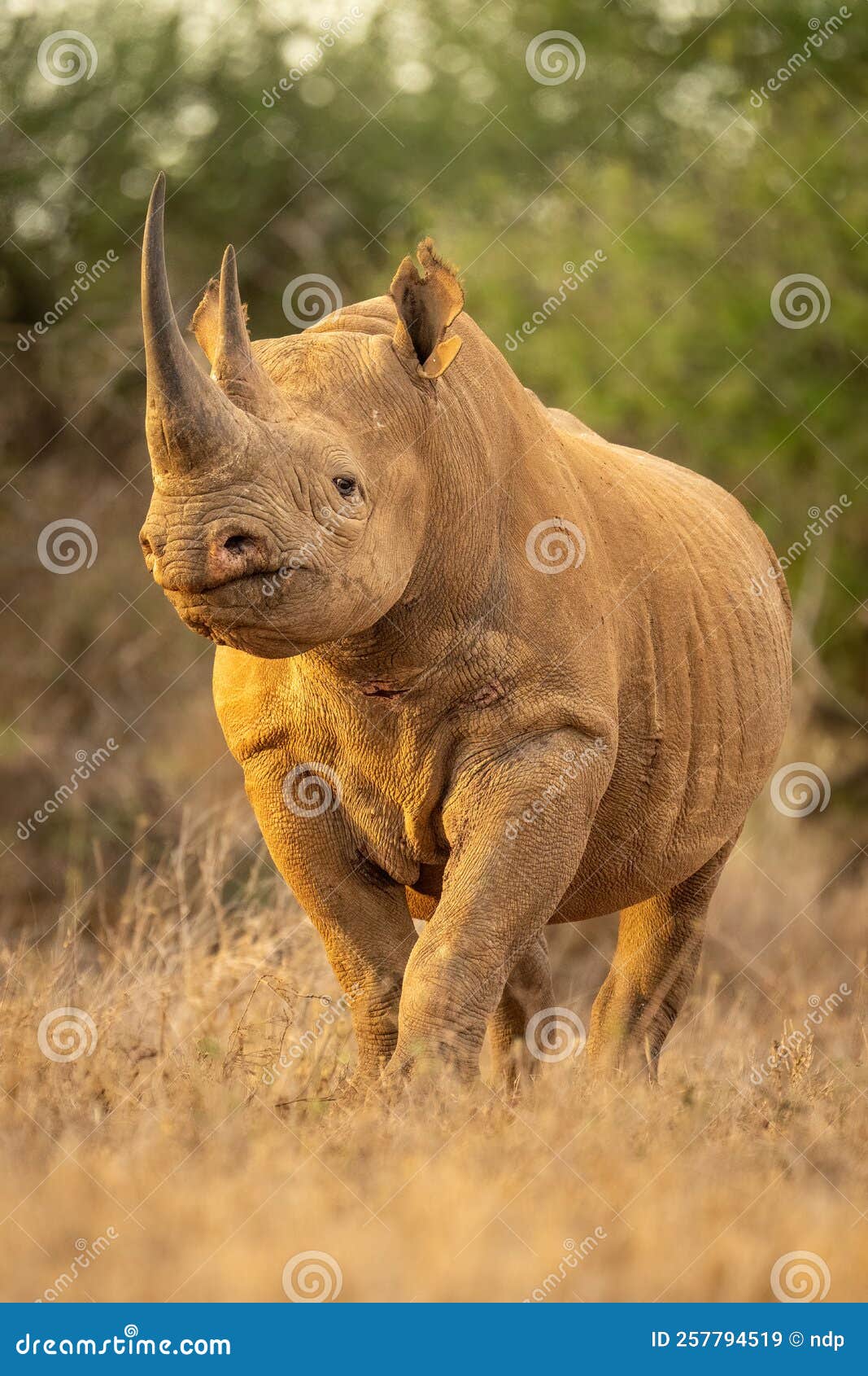 Black Rhino Stands Watching Camera from Clearing Stock Image - Image of ...