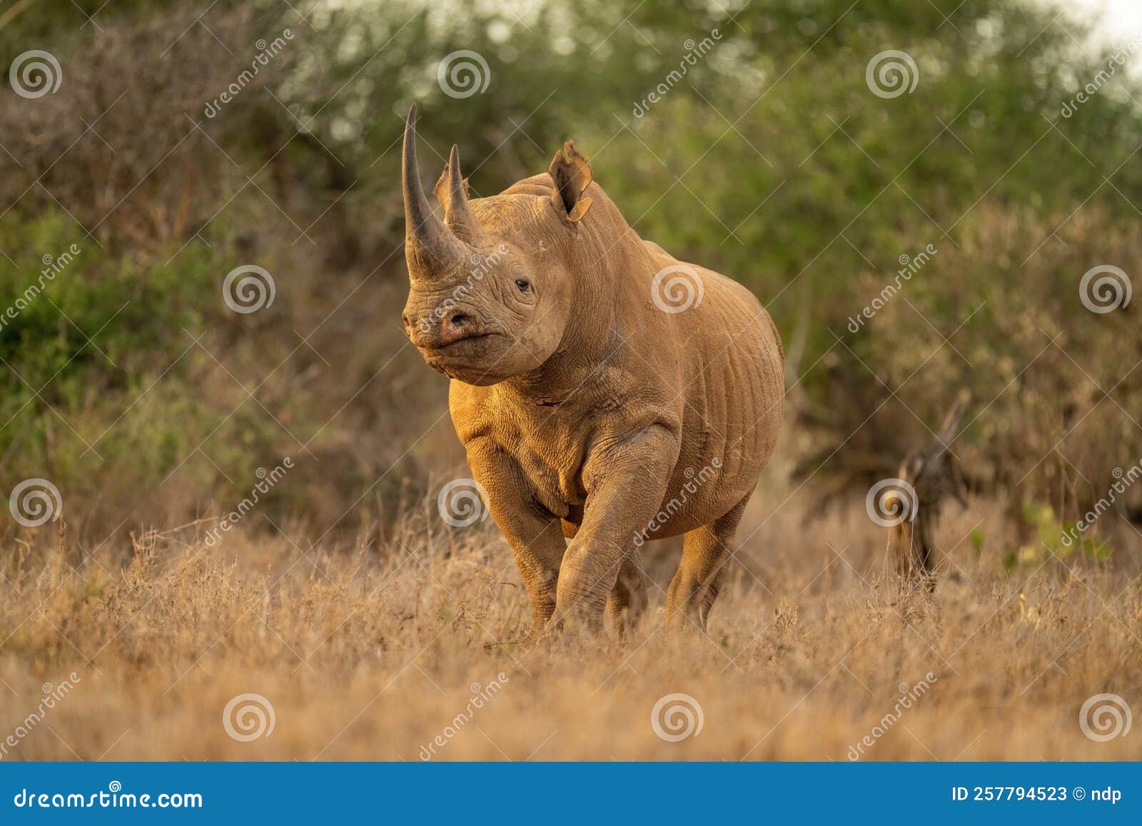 Black Rhino Stands Watching Camera in Clearing Stock Image - Image of ...
