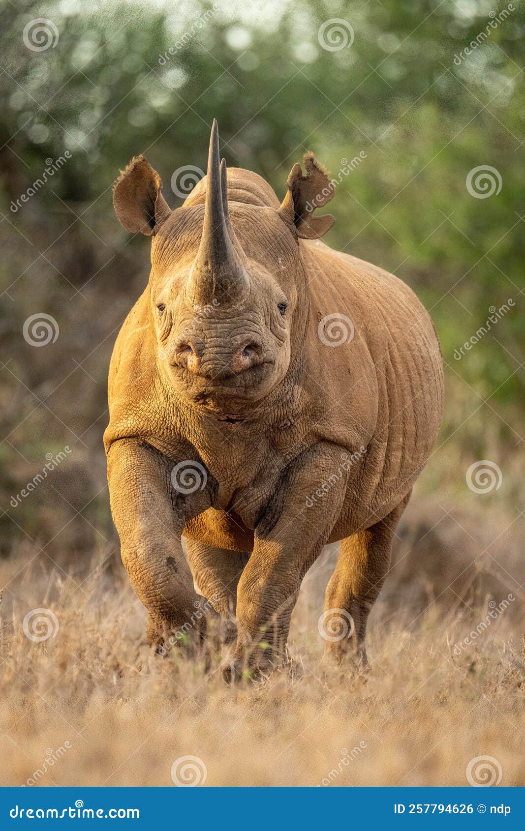 Black Rhino Walks Towards Camera in Clearing Stock Photo - Image of ...