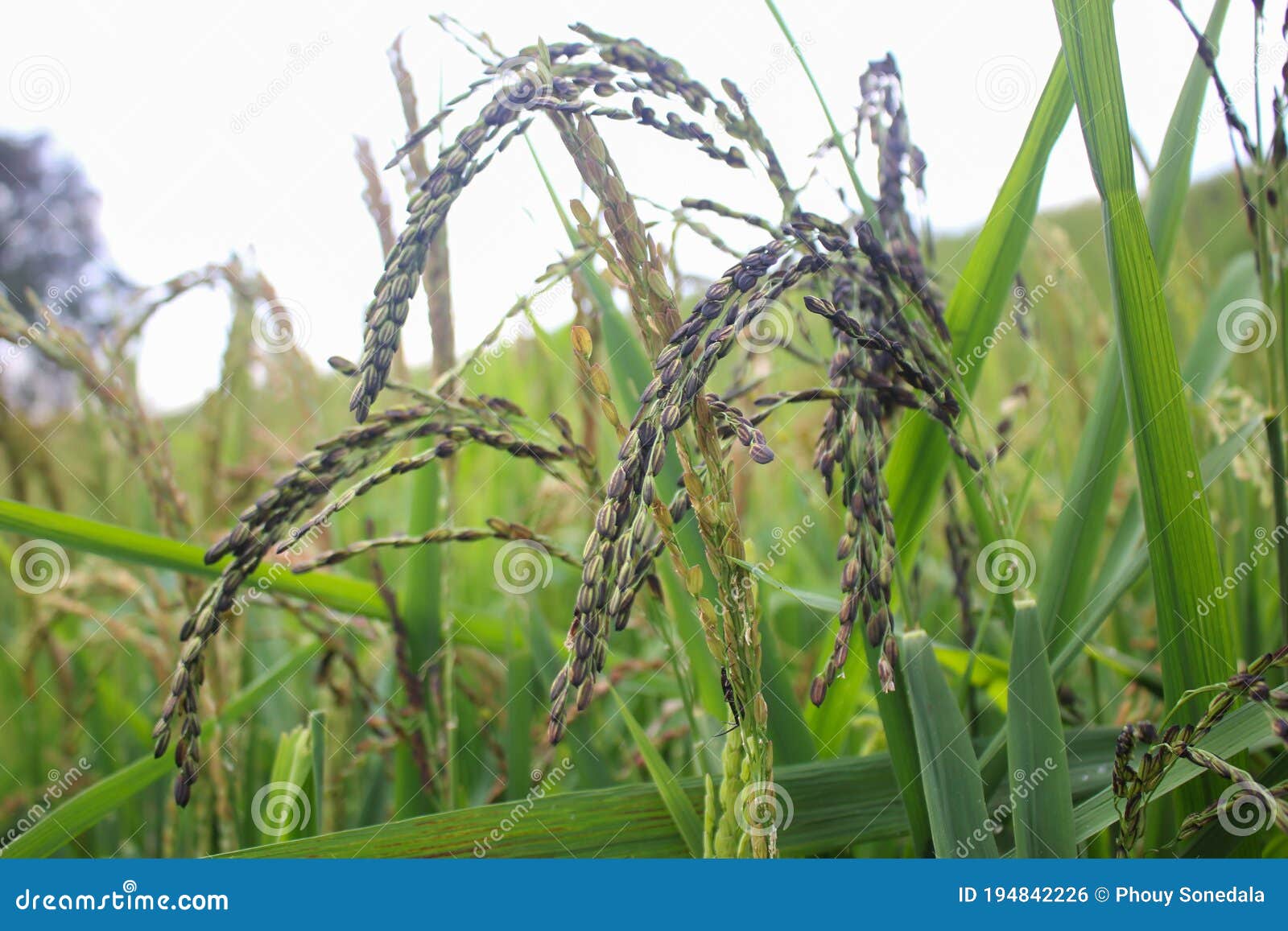 Black Rice Farming Mountain Rice Field Stock Photo - Image of isolated ...