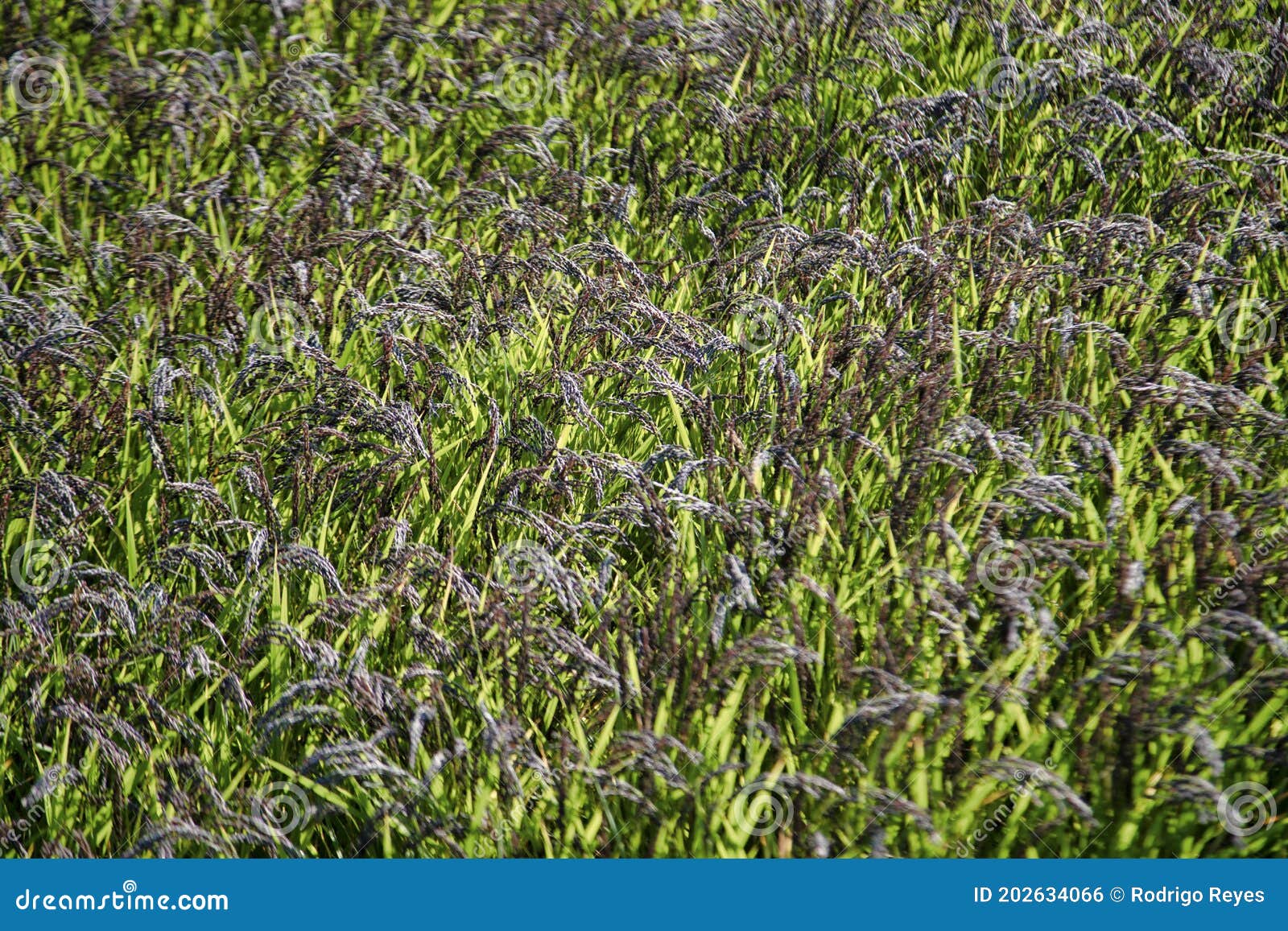 Black Rice field stock photo. Image of plant, horizon - 202634066