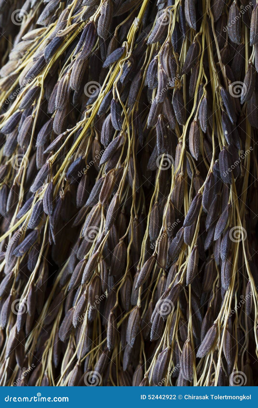 Black rice paddy stock photo. Image of farm, rice, outdoor - 52442922