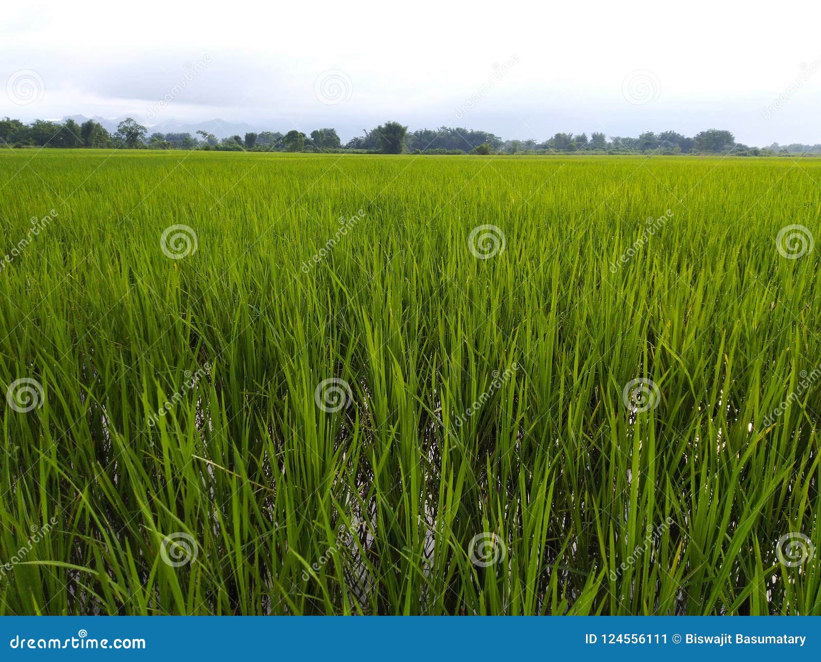 Black Rice Pady field stock image. Image of rice, elements - 124556111