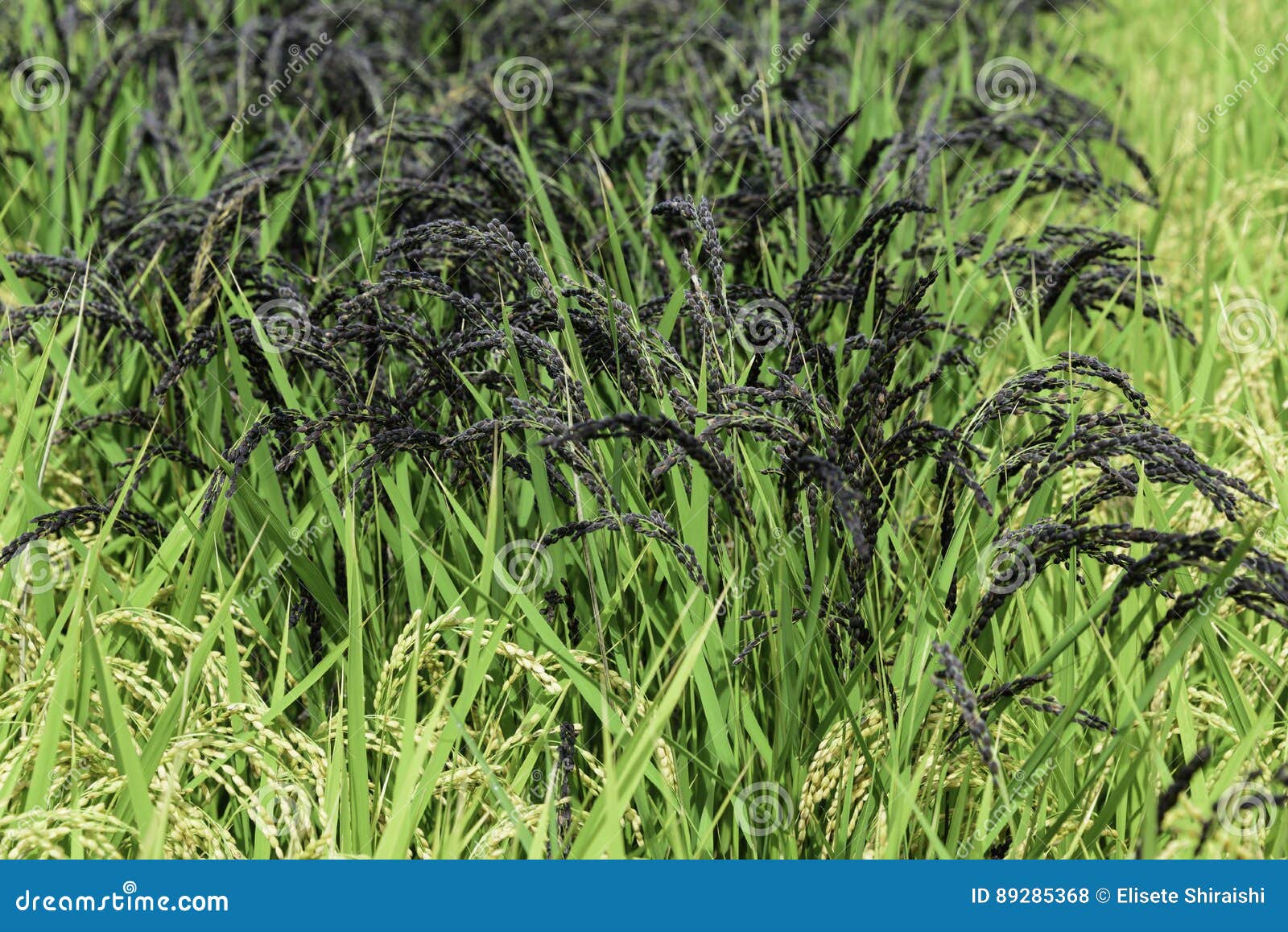 Black Rice stock photo. Image of continent, nature, travel - 89285368