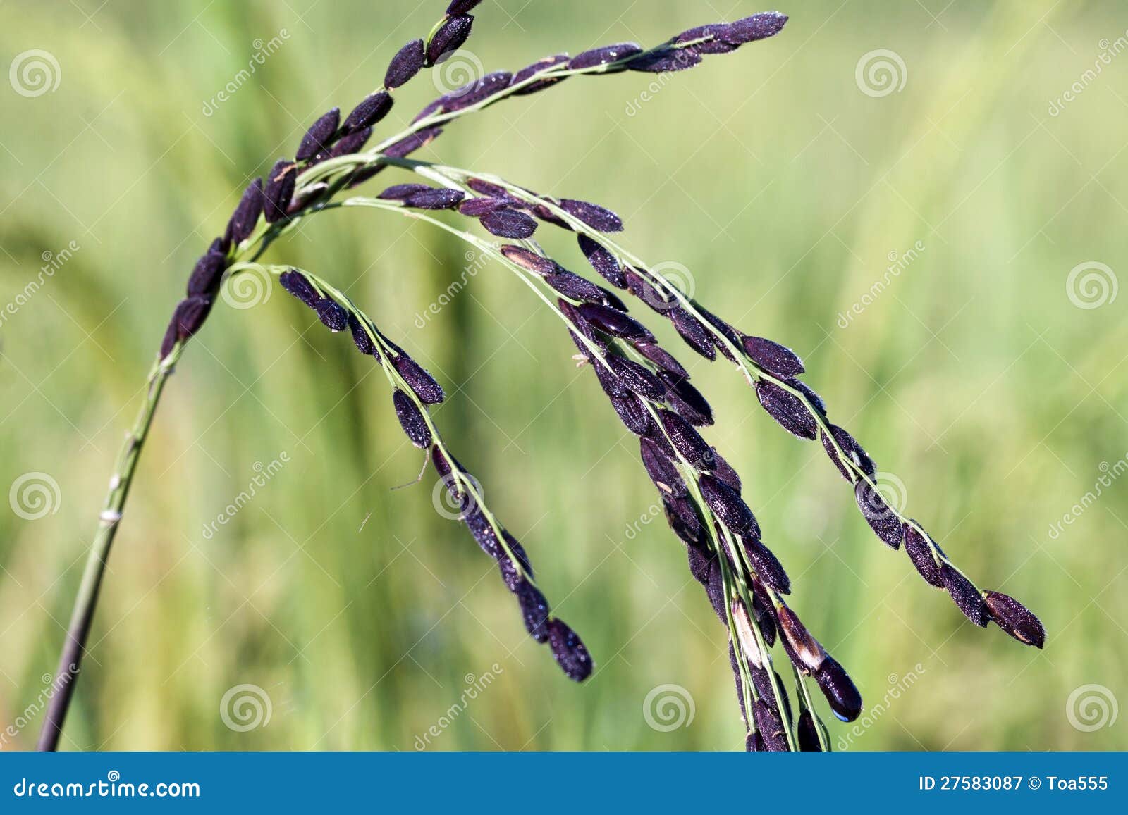 Black rice seeds in field stock image. Image of asian - 27583087