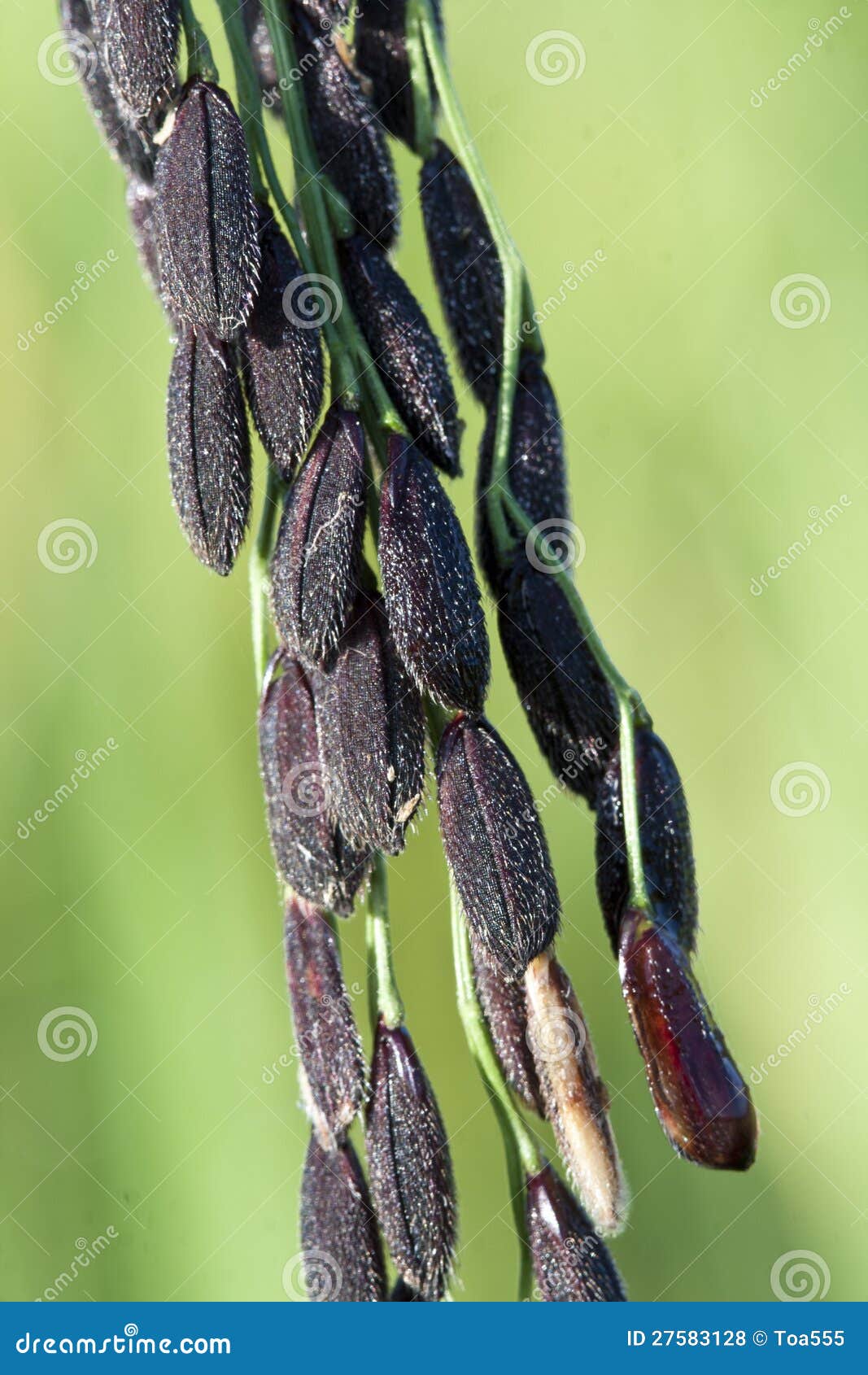 Black rice seeds in field stock photo. Image of glutinous - 27583128