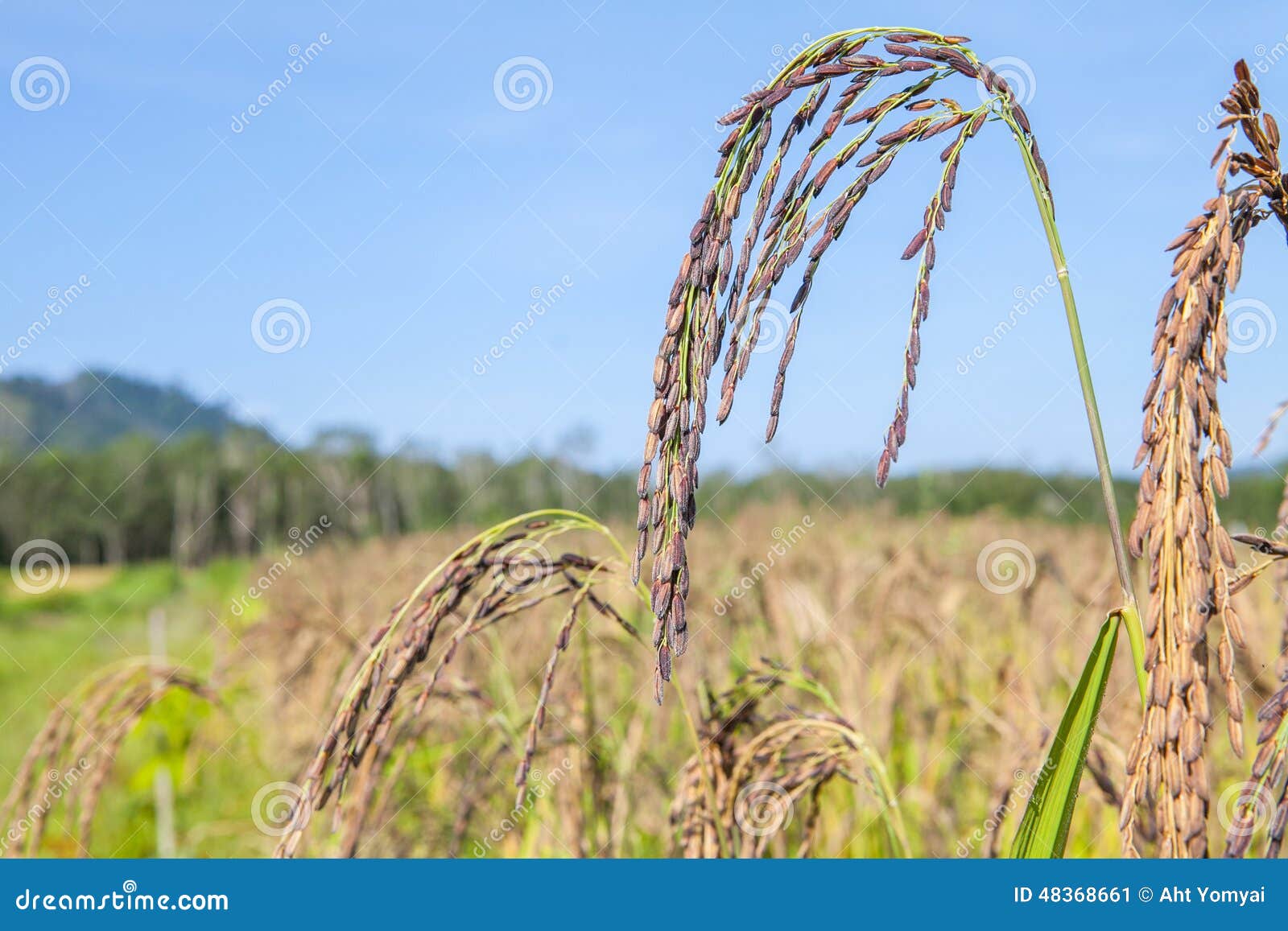 Black rice seeds in field stock image. Image of chiang - 48368661