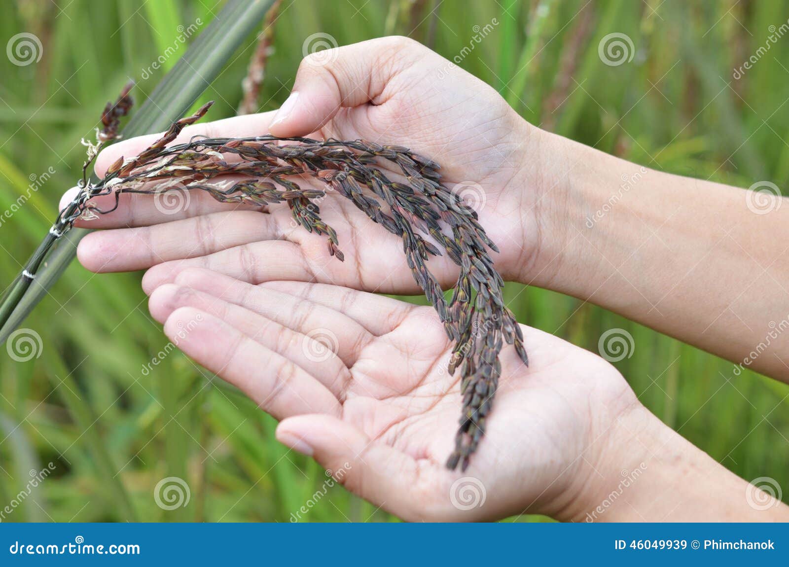 Black rice seeds in field stock image. Image of brown - 46049939
