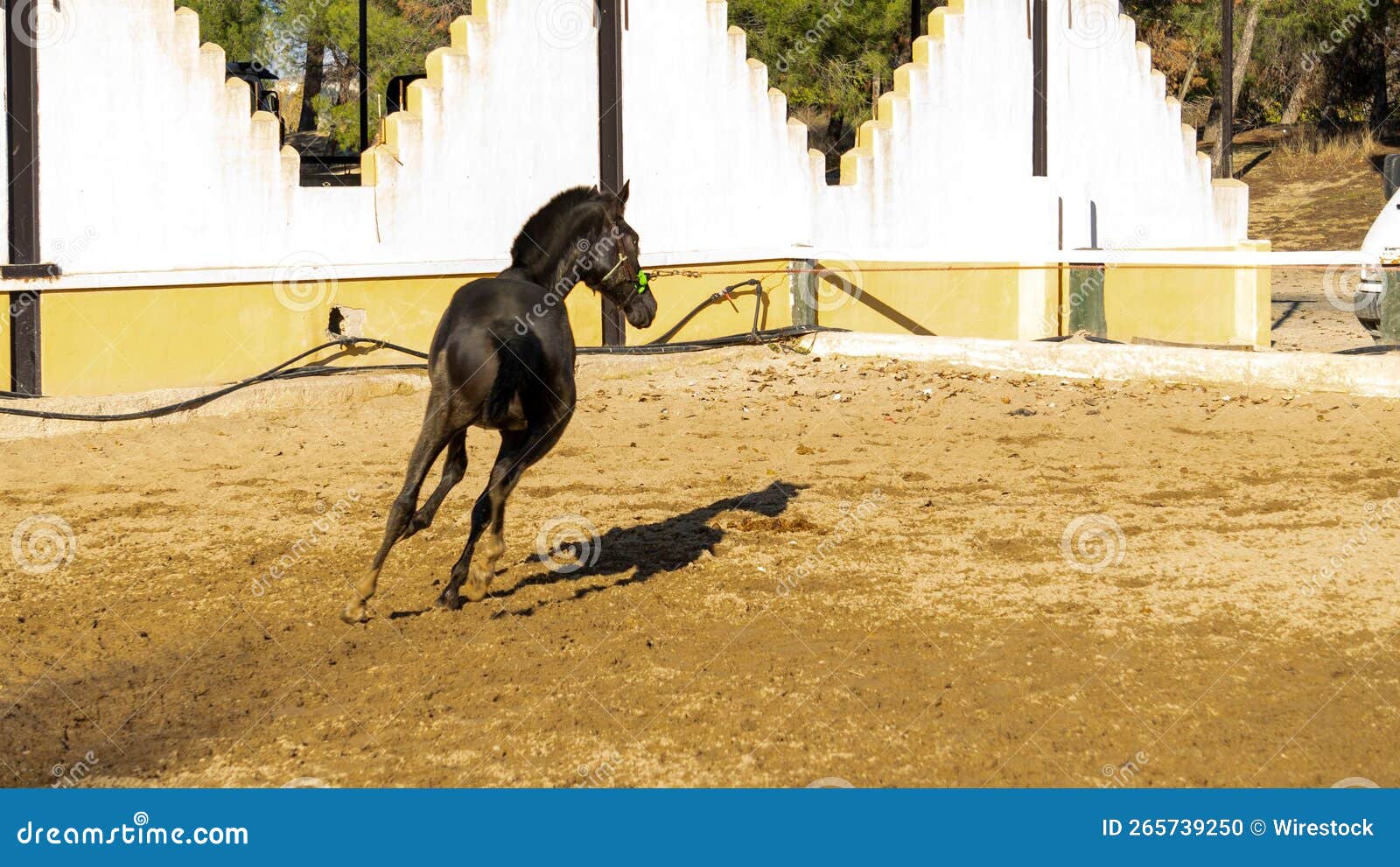 Black Riding Horse Running in Mud. Stock Photo - Image of farm, mammal ...