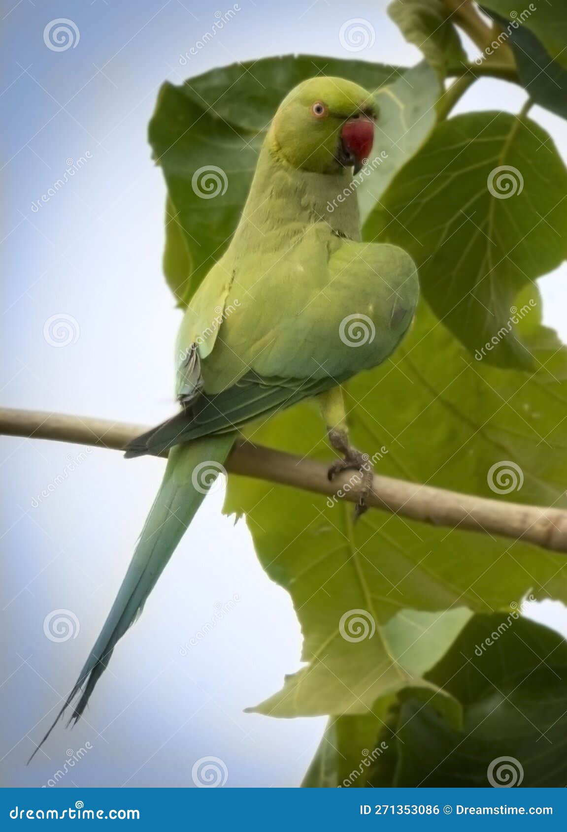 Black ring parakeet stock photo. Image of common, friends - 271353086