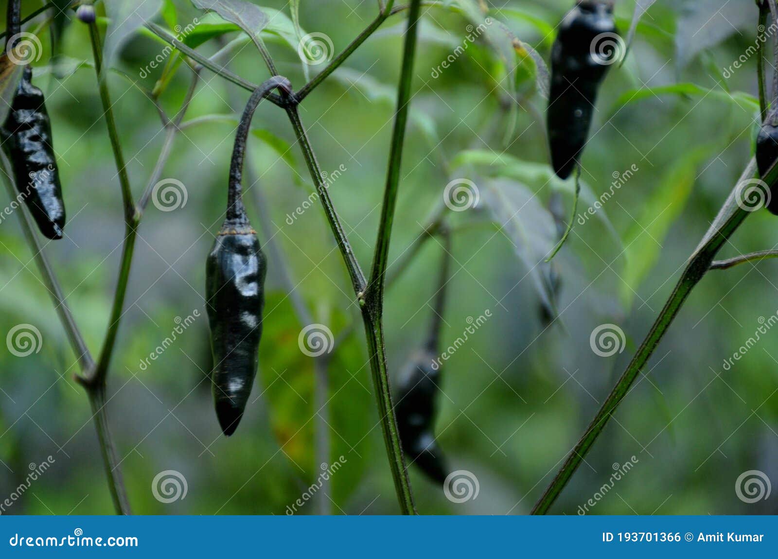 The Black Ripe Chilly with Leaves and Plant in the Garden Stock Photo ...