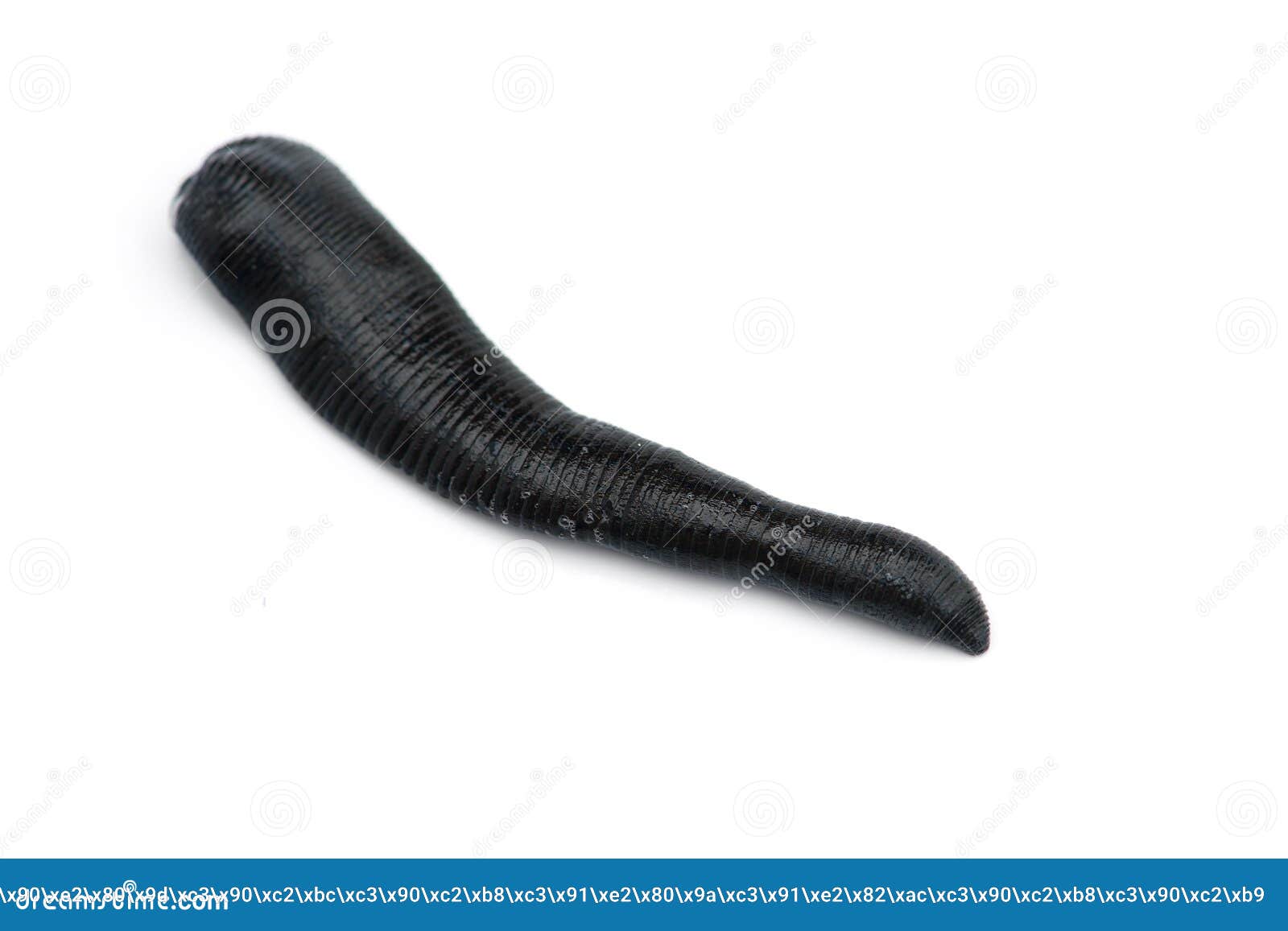 Black River is a Huge Leech Isolated on White Background Stock Photo ...